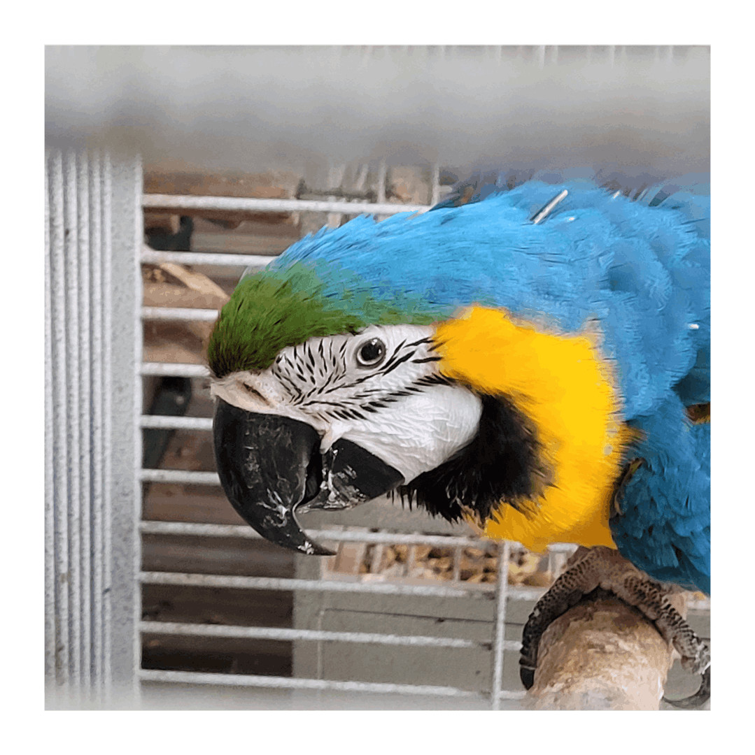 Parrot for adoption - Pepe, a Macaw in Concord, CA | Petfinder