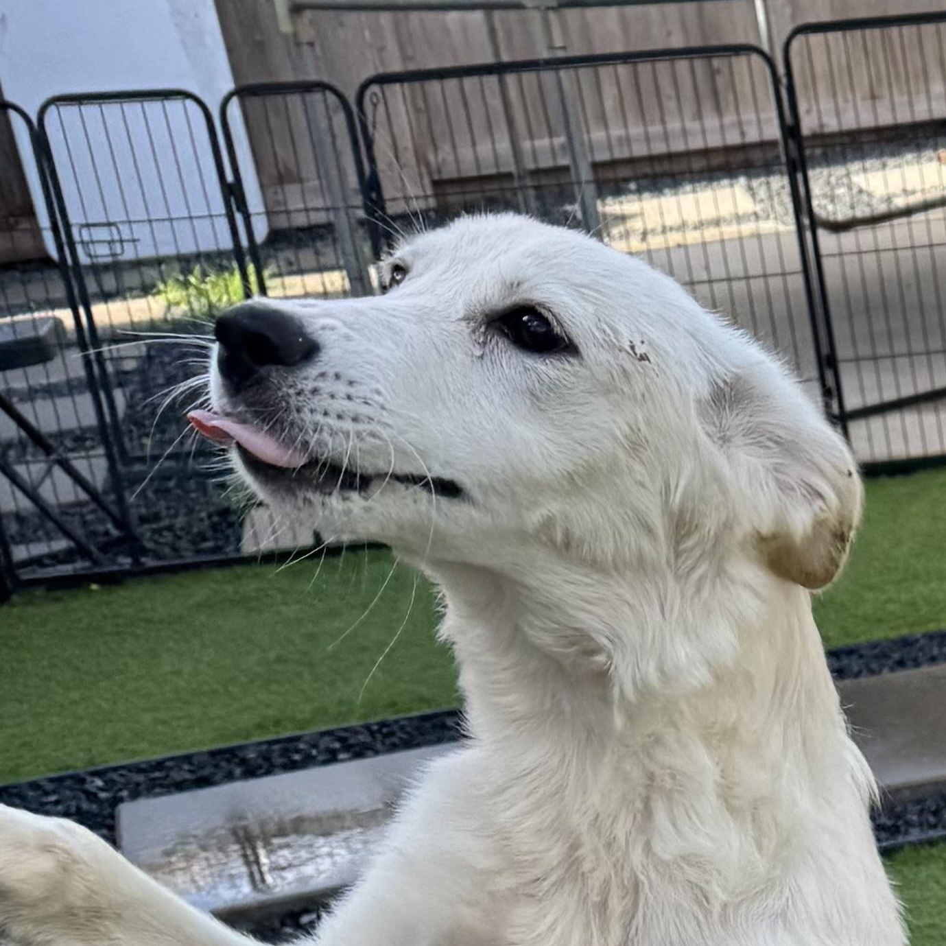 Dog for adoption - Lassie, a Golden Retriever & Great Pyrenees Mix in ...