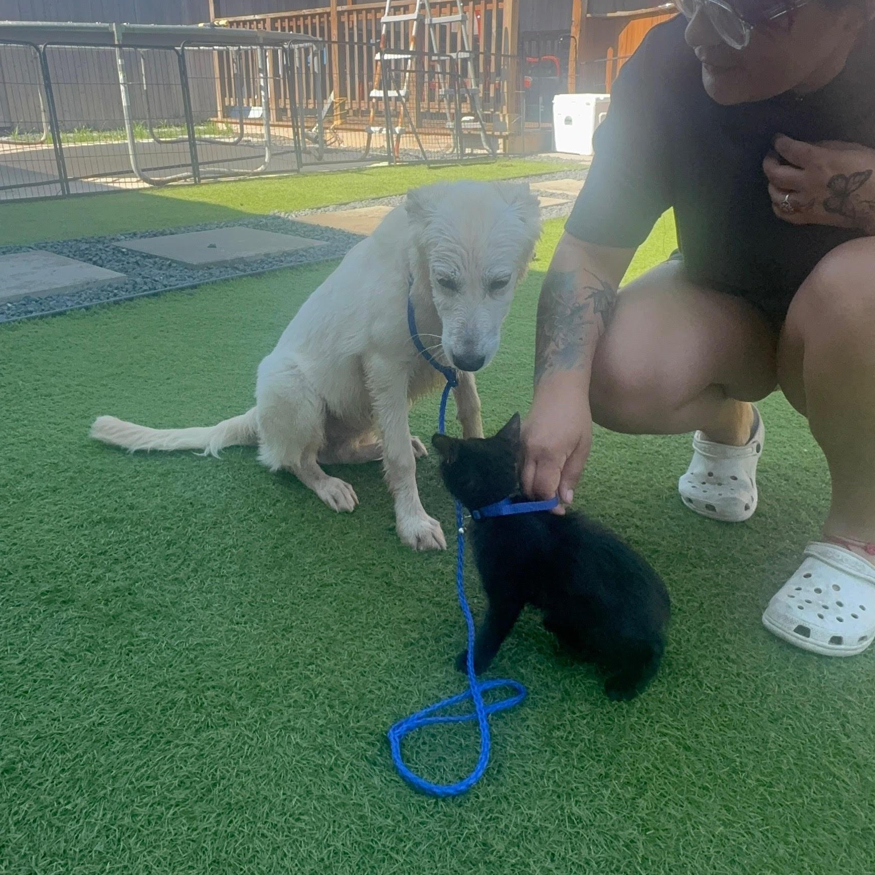 Dog for adoption - Lassie, a Golden Retriever & Great Pyrenees Mix in ...