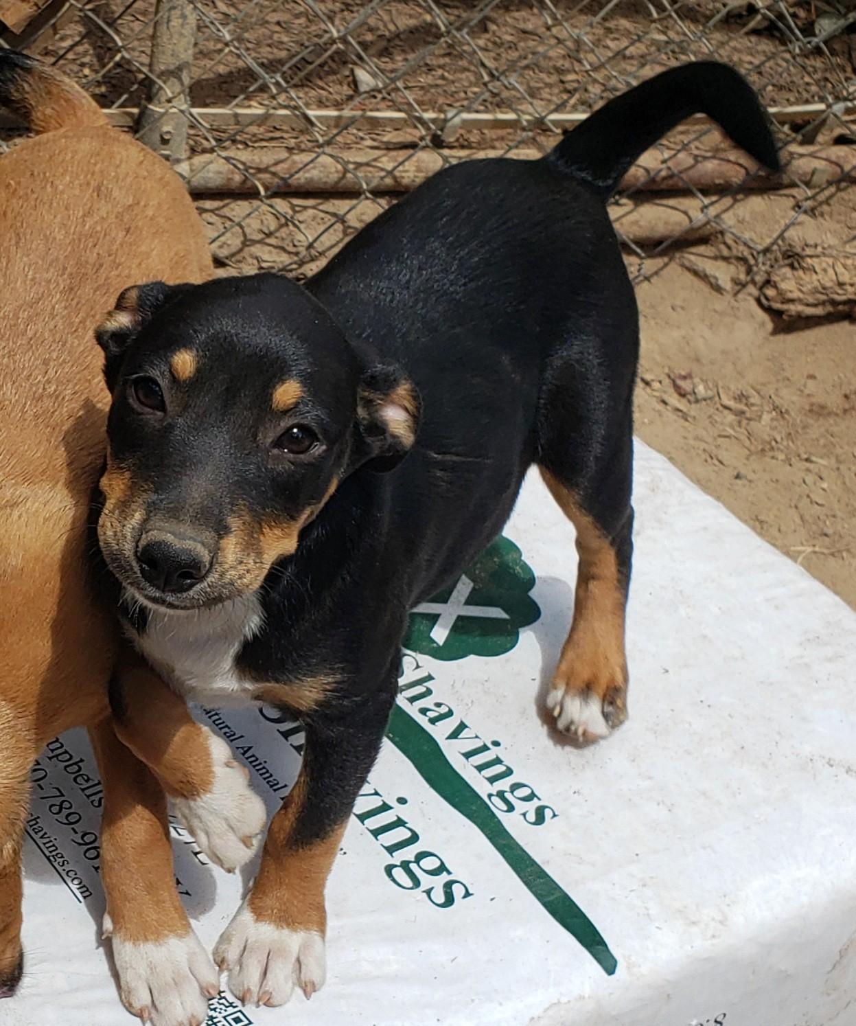 Dog for adoption - Tara, a Mixed Breed in Pembroke, MA | Petfinder
