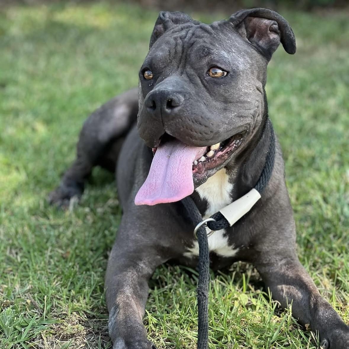 Dog for adoption - Eve, a Staffordshire Bull Terrier Mix in Santa ...