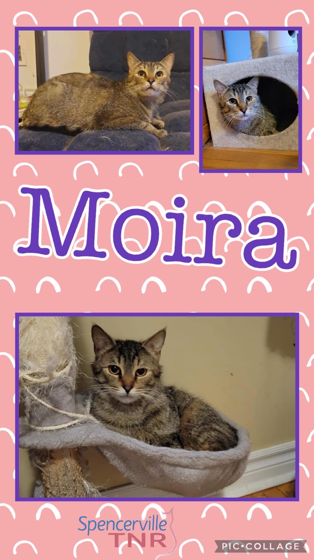 Cat for adoption - Moira, a Domestic Short Hair in Spencerville, ON ...