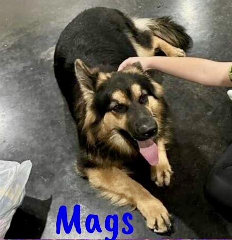 Dog for adoption - Mags, a German Shepherd Dog in Aspen, CO | Petfinder