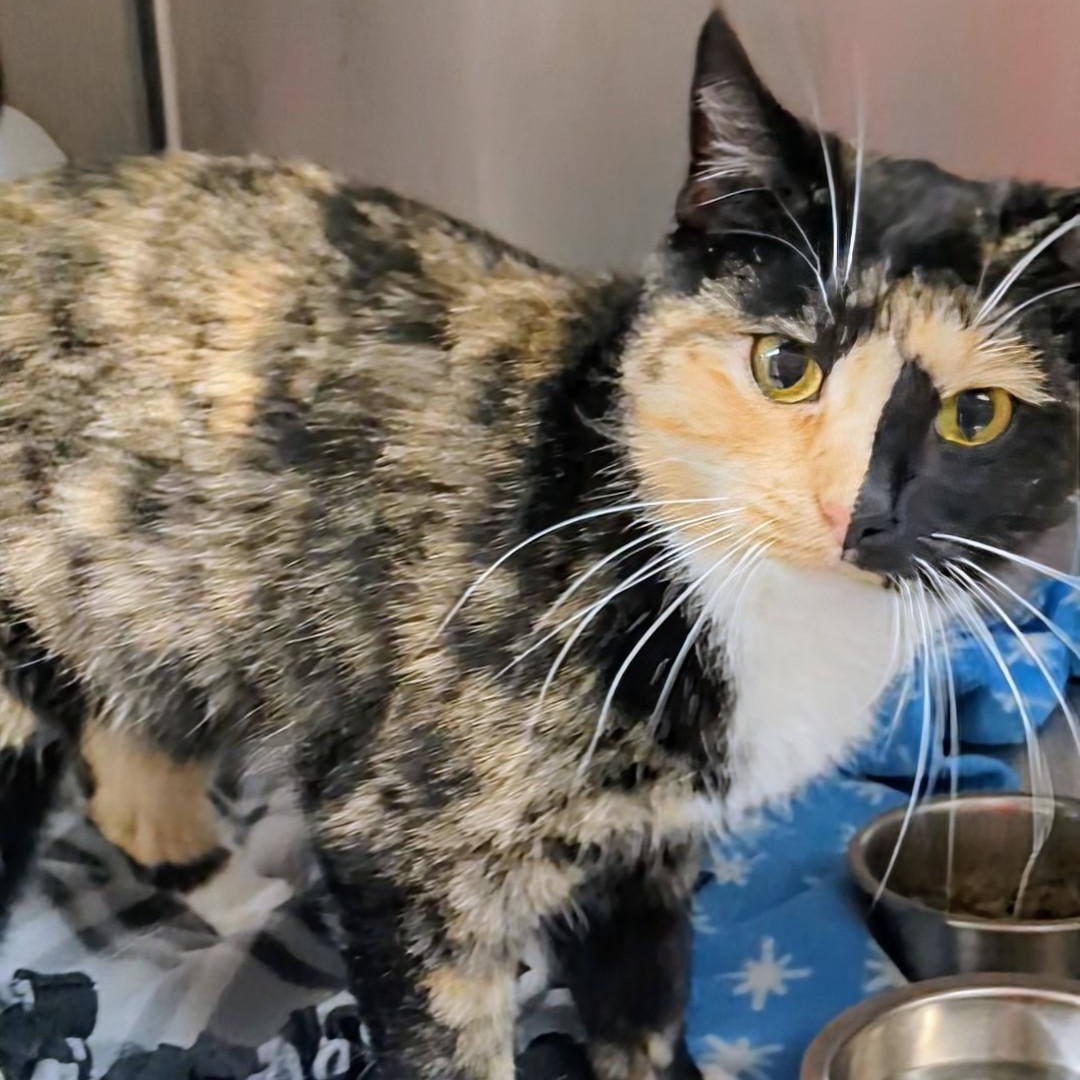 Cat for adoption - Lilith, a Domestic Short Hair in West Jefferson, OH ...