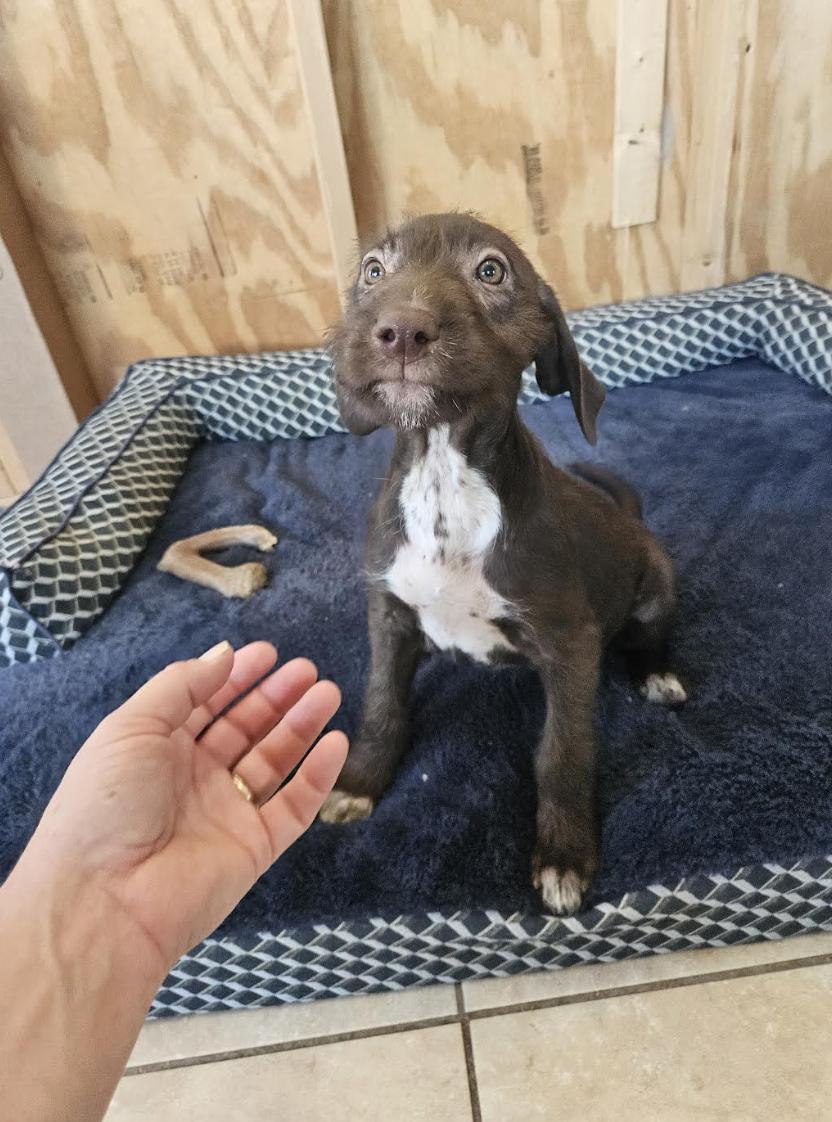 Dog for adoption - Kitkat Kissy, a German Wirehaired Pointer & Labrador ...