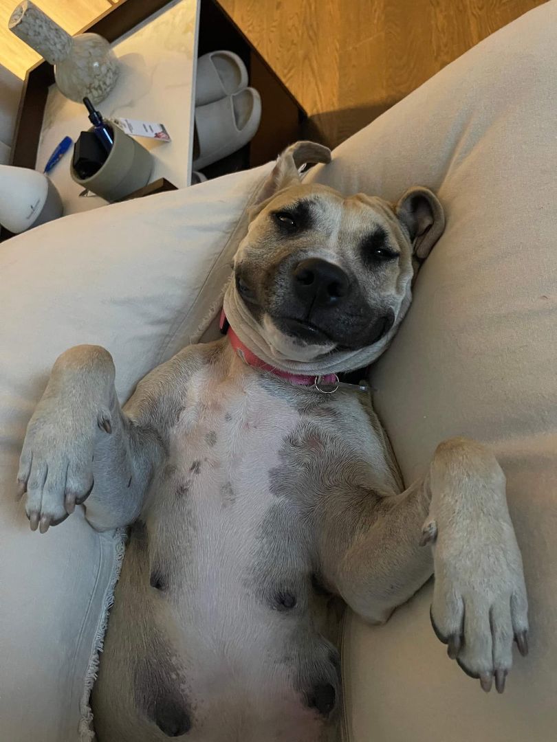 Dog for adoption - Pipa (20231203-06), an American Bulldog in ST ...