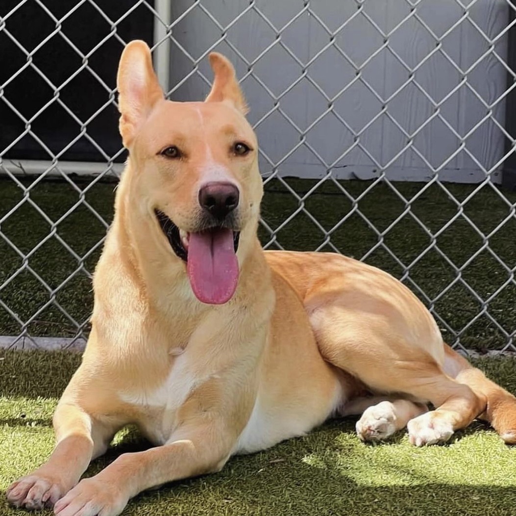 Dog for adoption - Lady, a Carolina Dog & Labrador Retriever Mix in ...