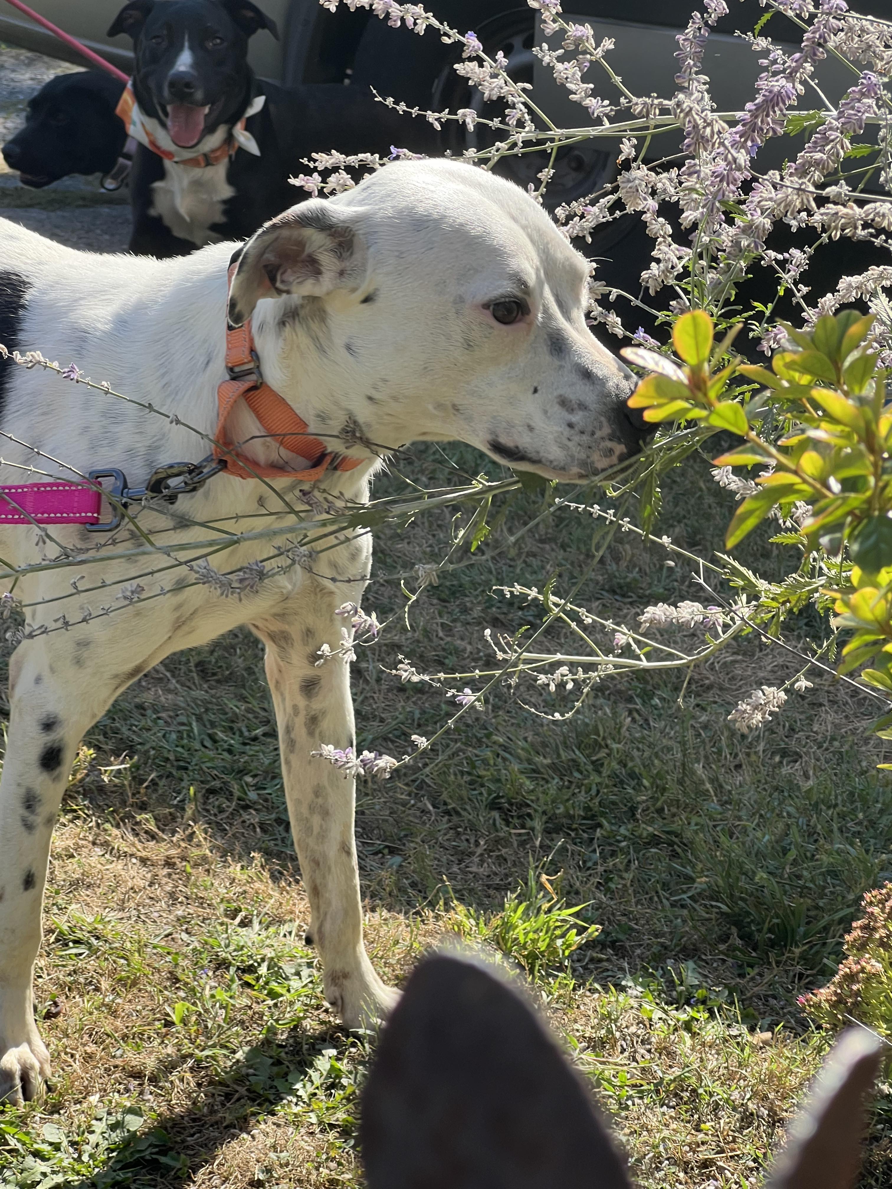 Dog for adoption - Domino, a Labrador Retriever & Dalmatian Mix in ...