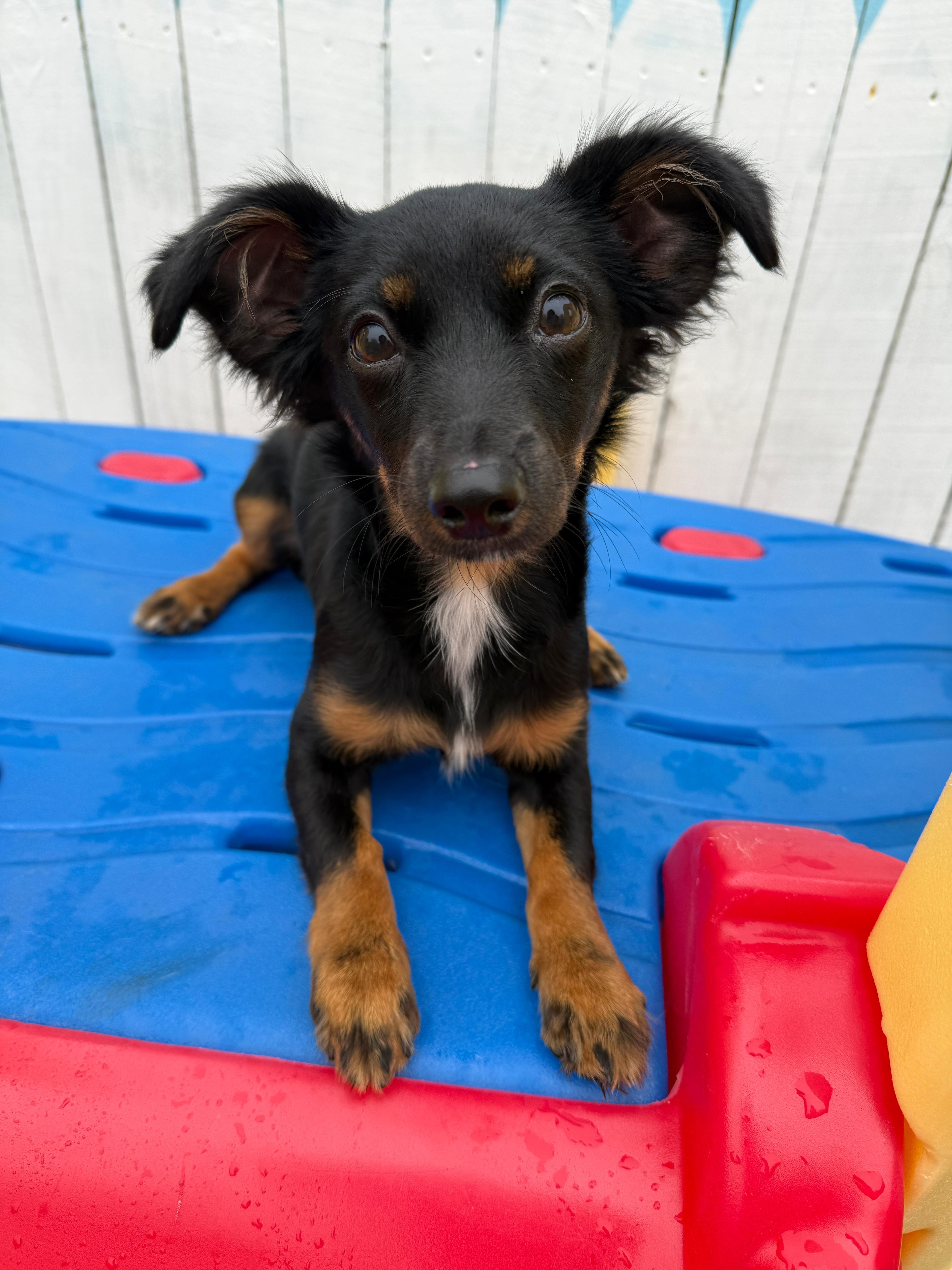 CLARISE - sweetest baby! - Adoptable Pet | Petfinder | Petfinder