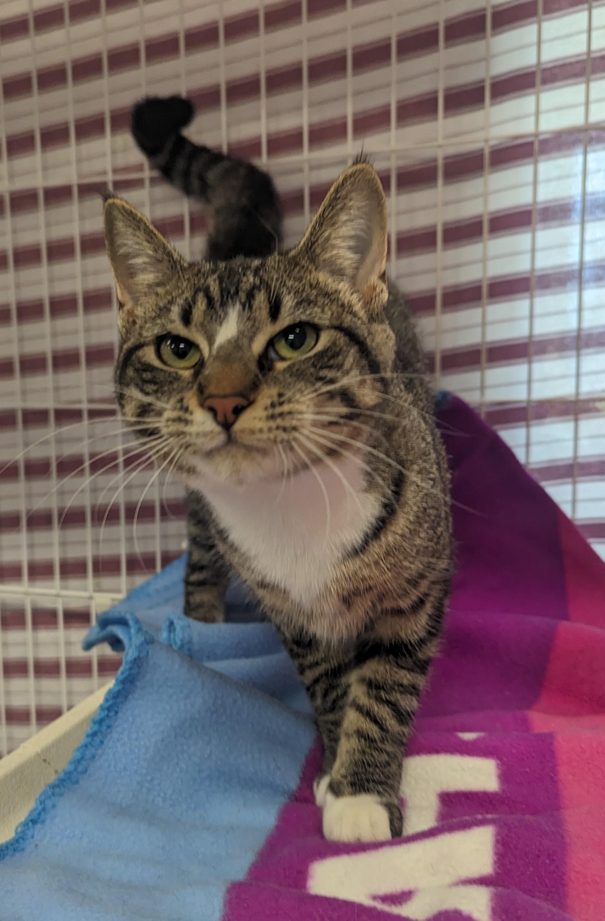 Cat for adoption - Gemma, a Domestic Short Hair & Tiger Mix in Onalaska ...