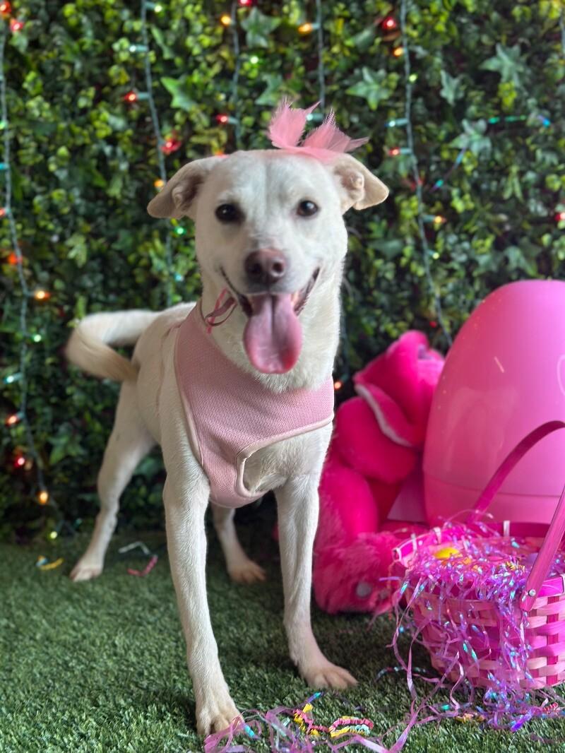 Dog for adoption - Susy, a Flat-Coated Retriever & Feist Mix in Antioch, CA | Petfinder