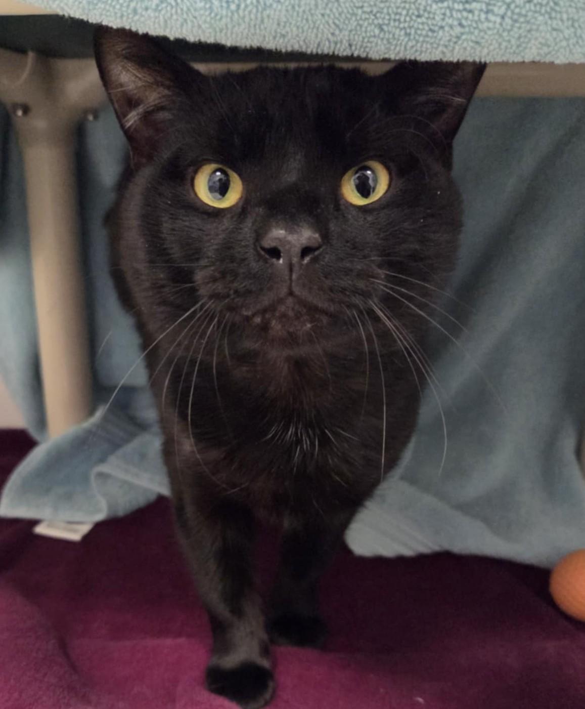 Cat for adoption - Gerkin, a Domestic Short Hair in Cooperstown, NY ...