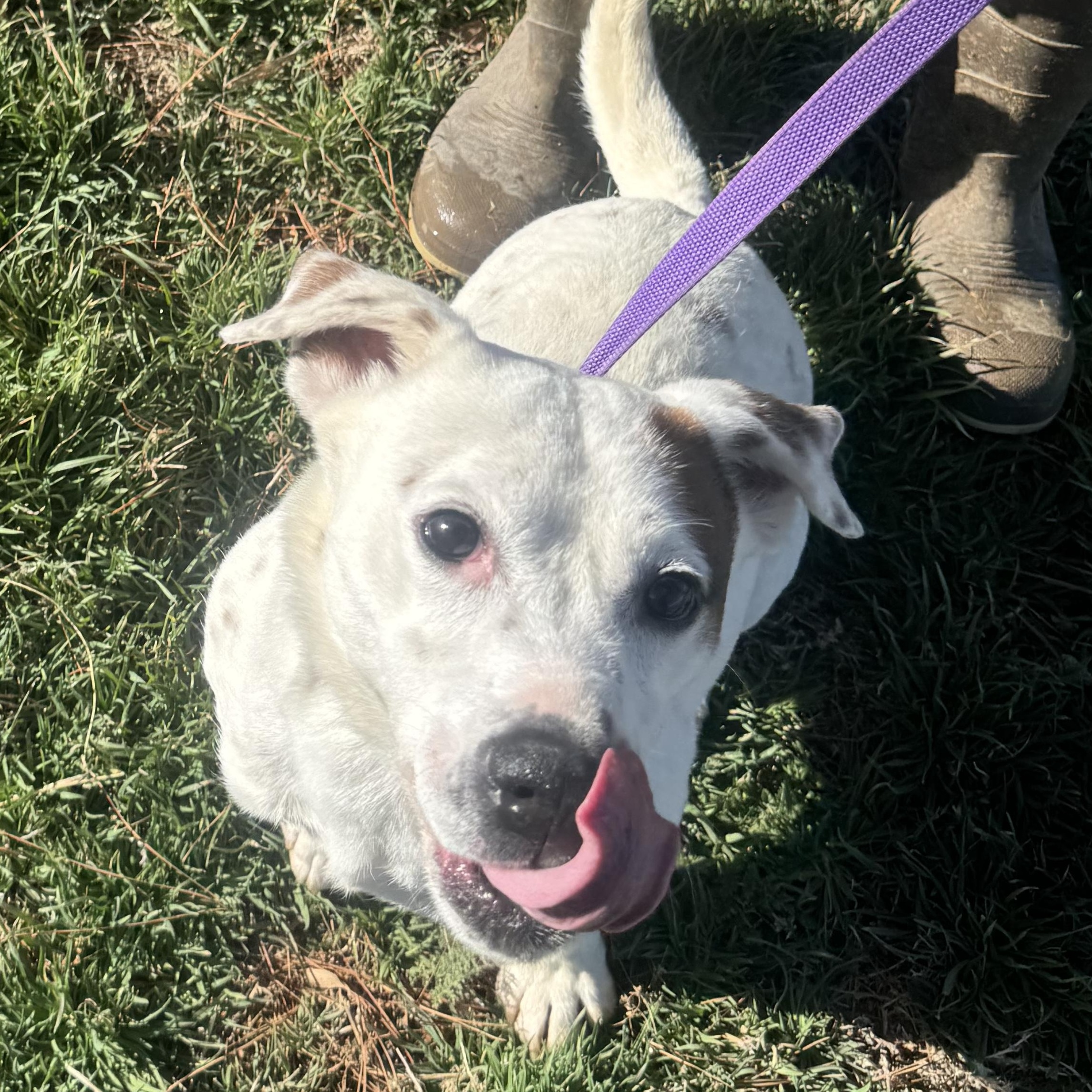 Dog for adoption - Alien, a Jack Russell Terrier Mix in Baltimore, MD ...
