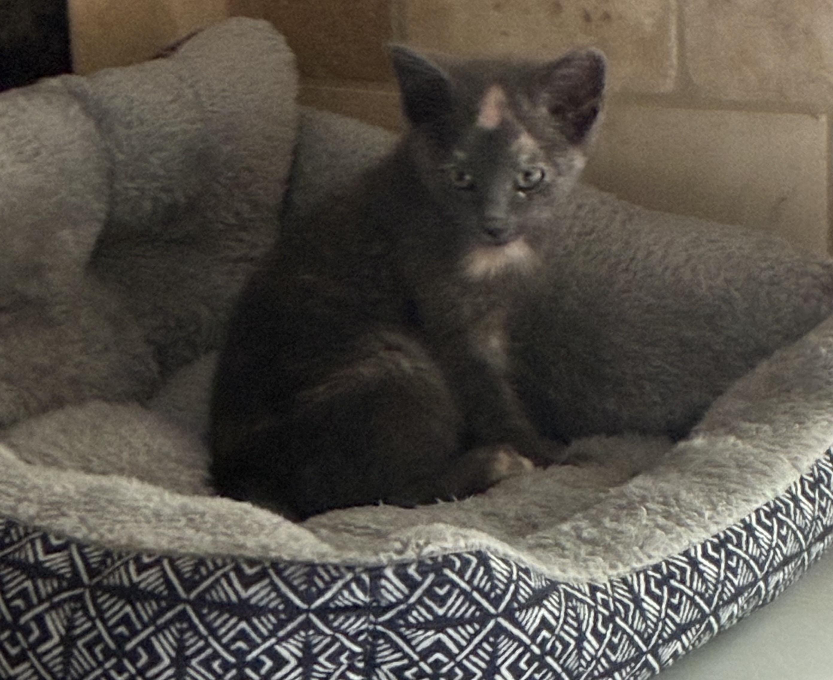 Cat for adoption - Turtle, a Dilute Tortoiseshell in Independence, OH ...