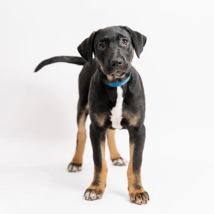 Dog for adoption - Butterball, a Mixed Breed in Bellingham, WA | Petfinder