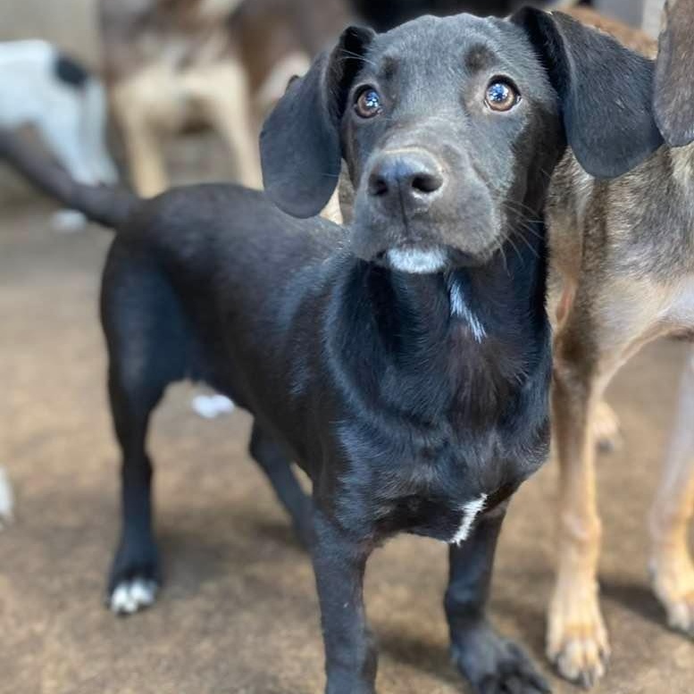 Dog for adoption - 8 Ball PC, a Catahoula Leopard Dog & Labrador Retriever Mix in Brattleboro ...