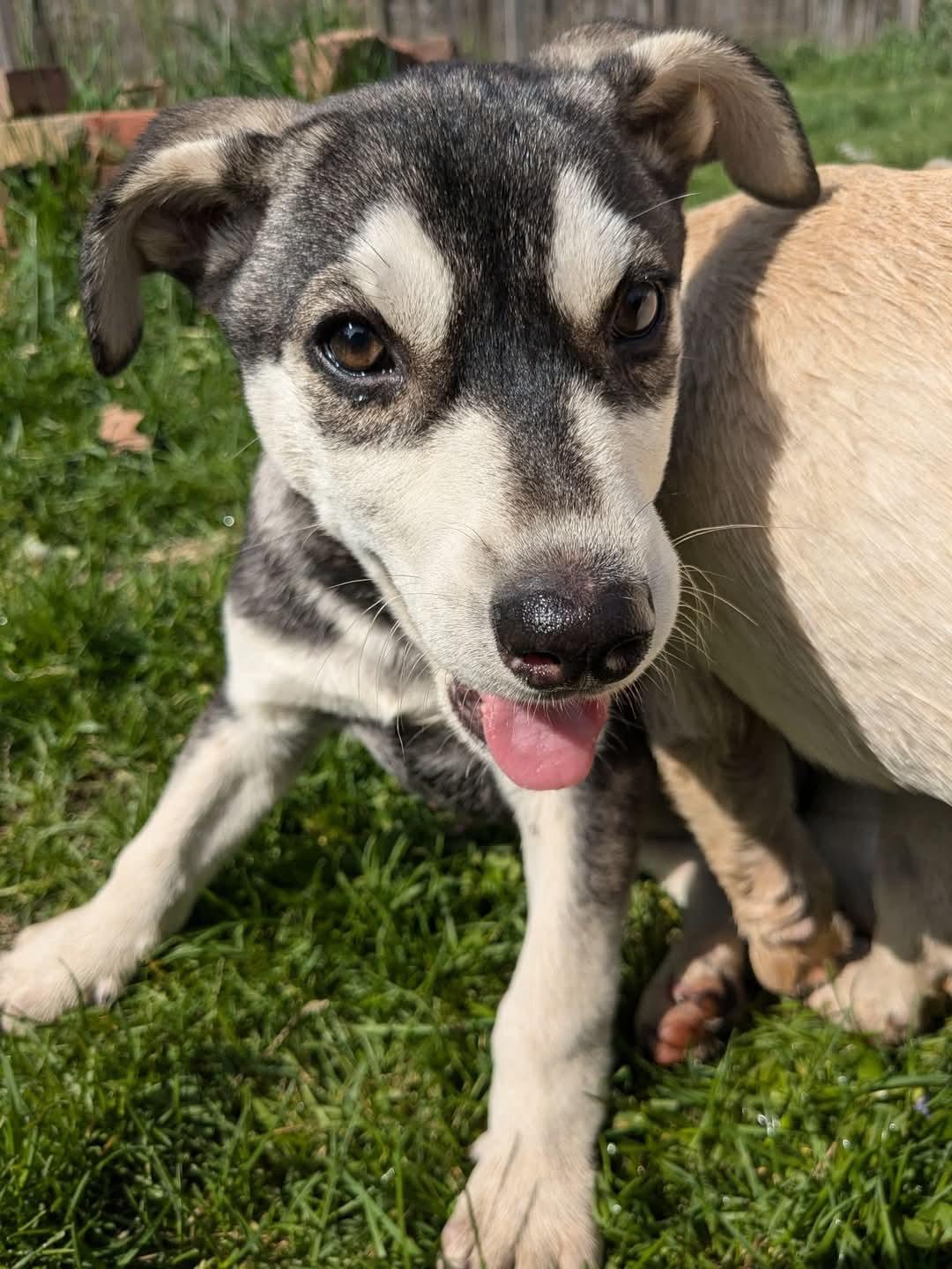 Dog for adoption - Vaughn, a Mixed Breed in East Peoria, IL | Petfinder