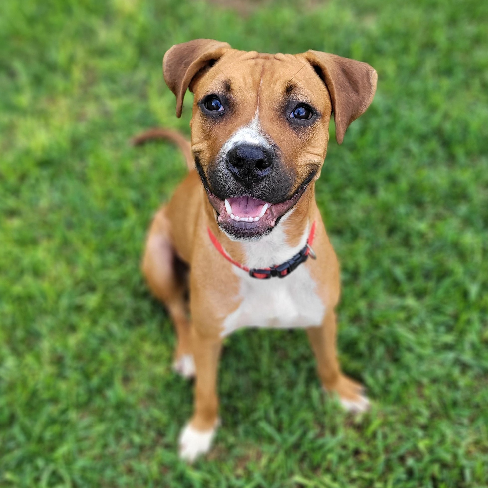 Dog for adoption - Dusky, a Black Mouth Cur Mix in Houston, TX | Petfinder