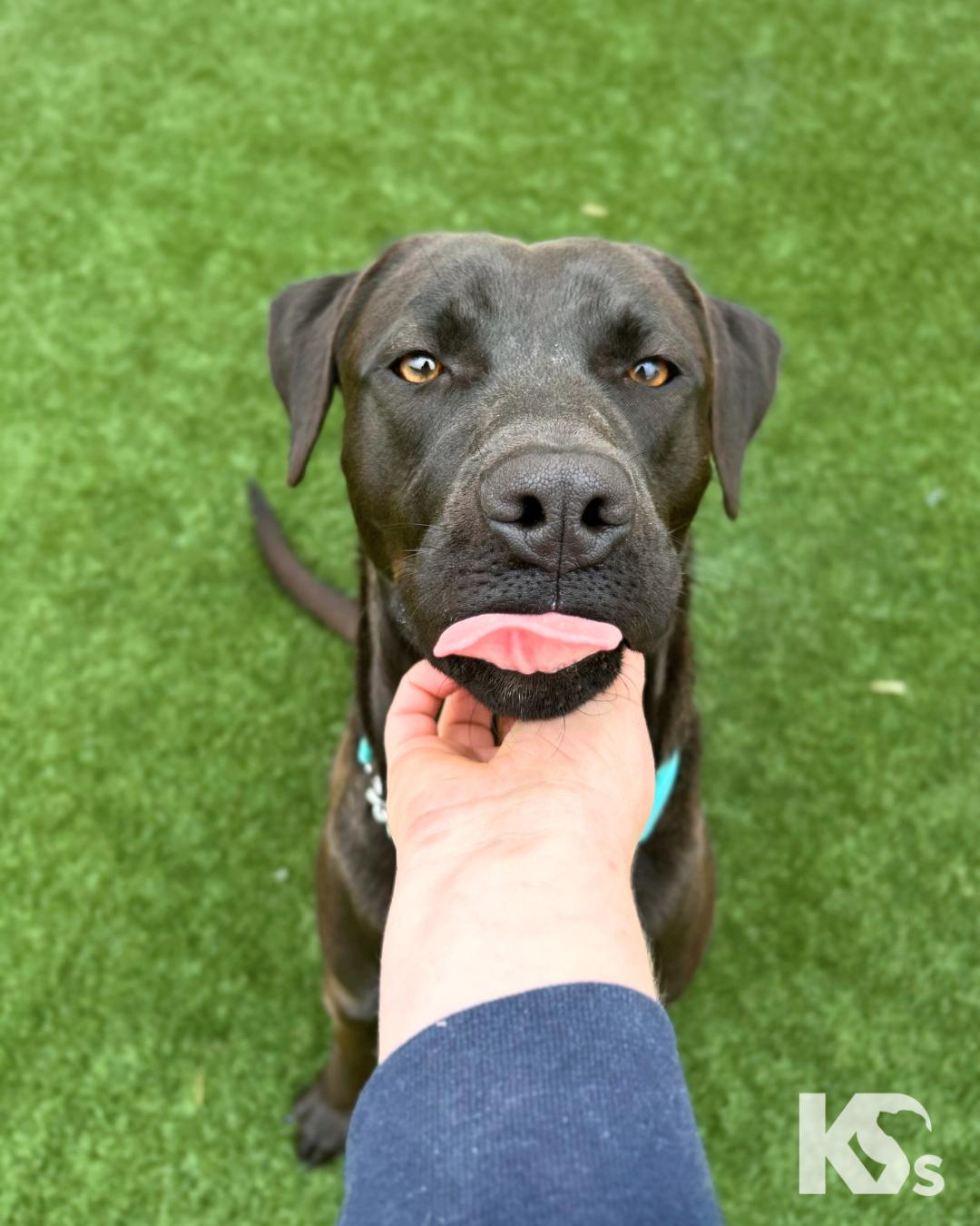 Dog for adoption - Sully, a Blue Lacy & Labrador Retriever Mix in Ponte ...