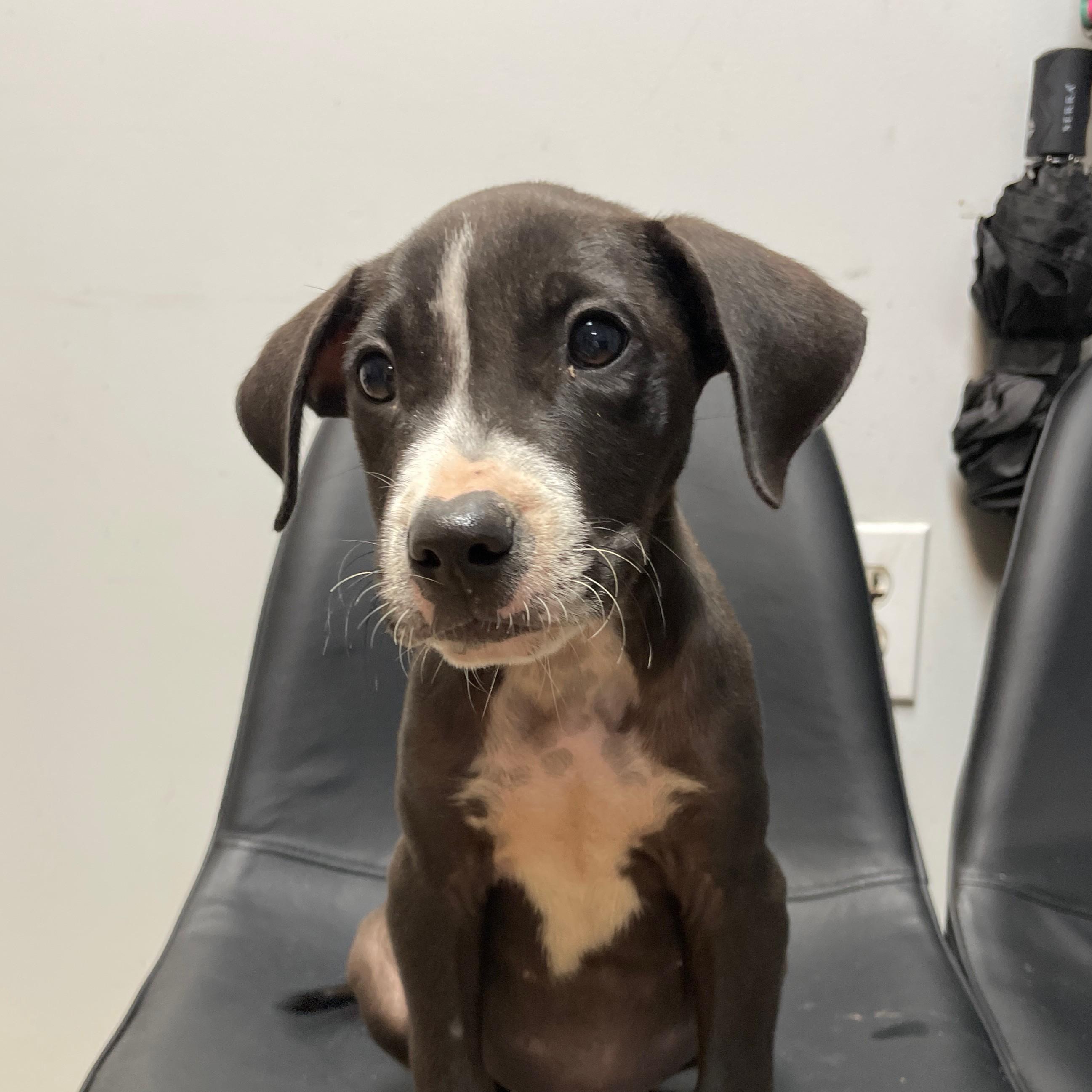 Dog for adoption - King Tut, a Labrador Retriever Mix in Providence, RI ...
