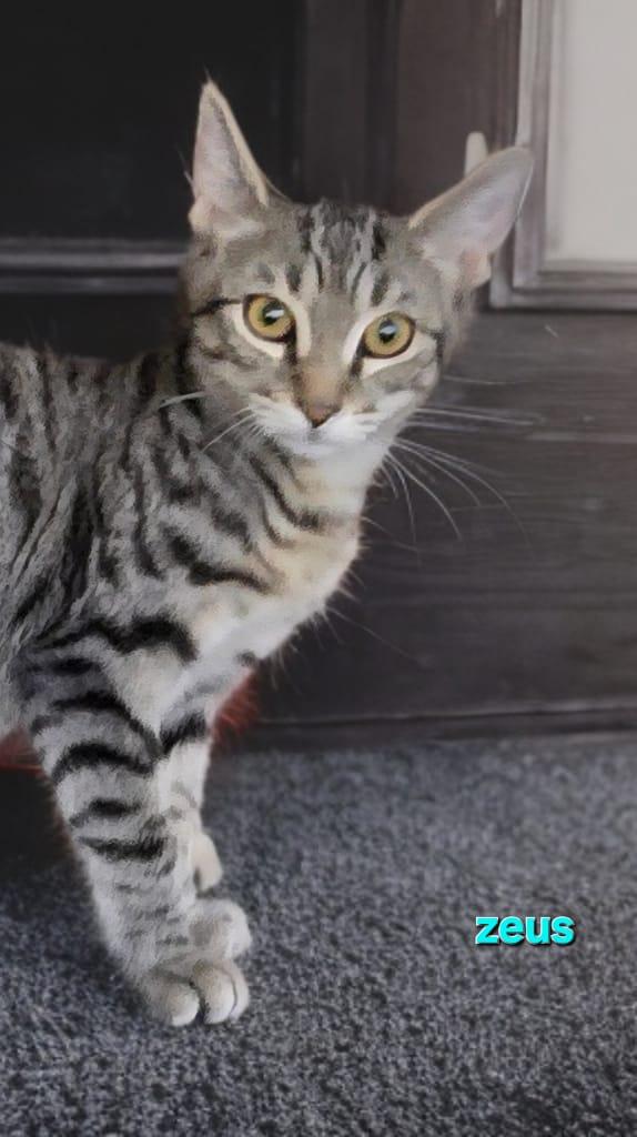 Cat for adoption - Little Zeus, a Domestic Short Hair & Tabby Mix in ...