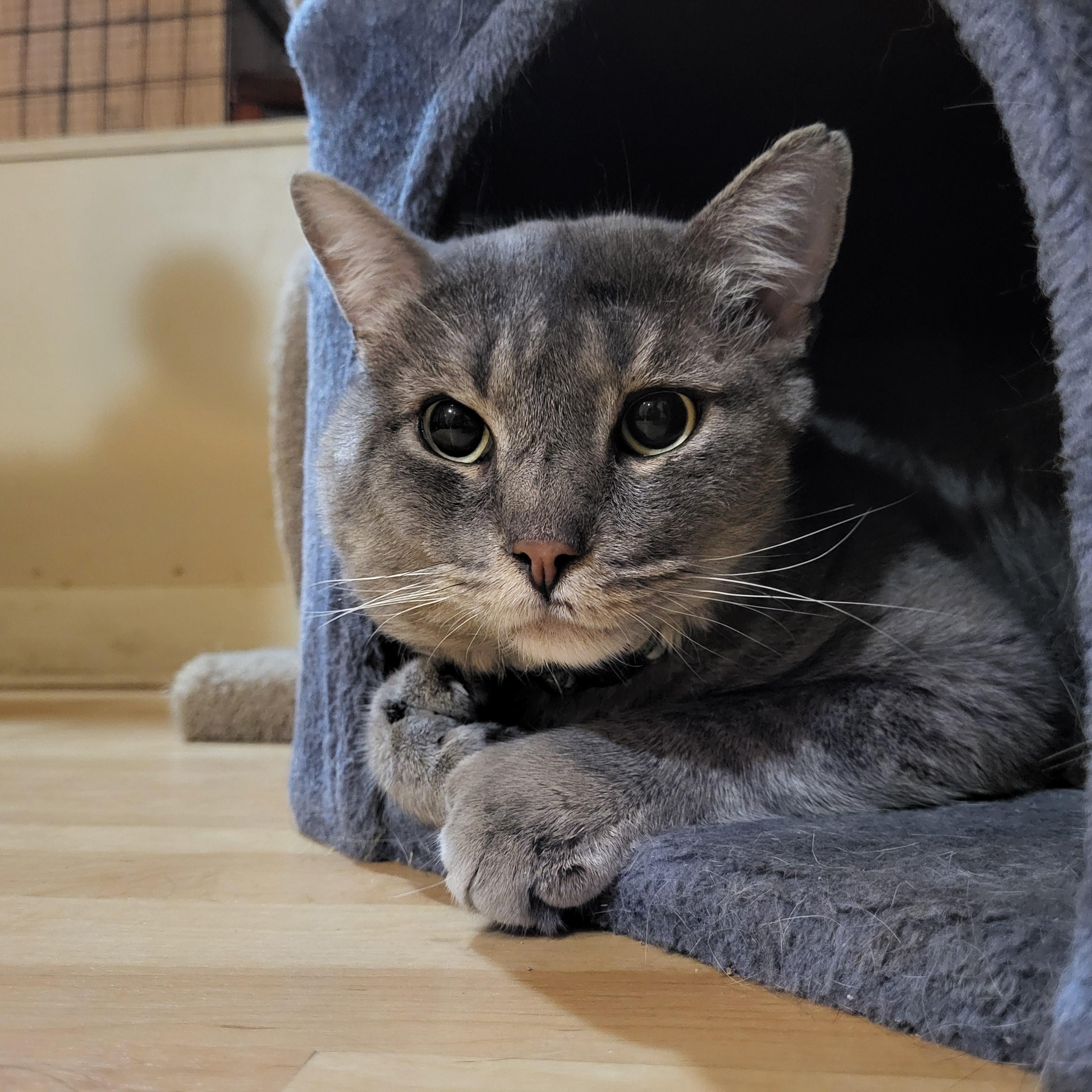 Cat for adoption - Dawson, an Extra-Toes Cat / Hemingway Polydactyl in ...