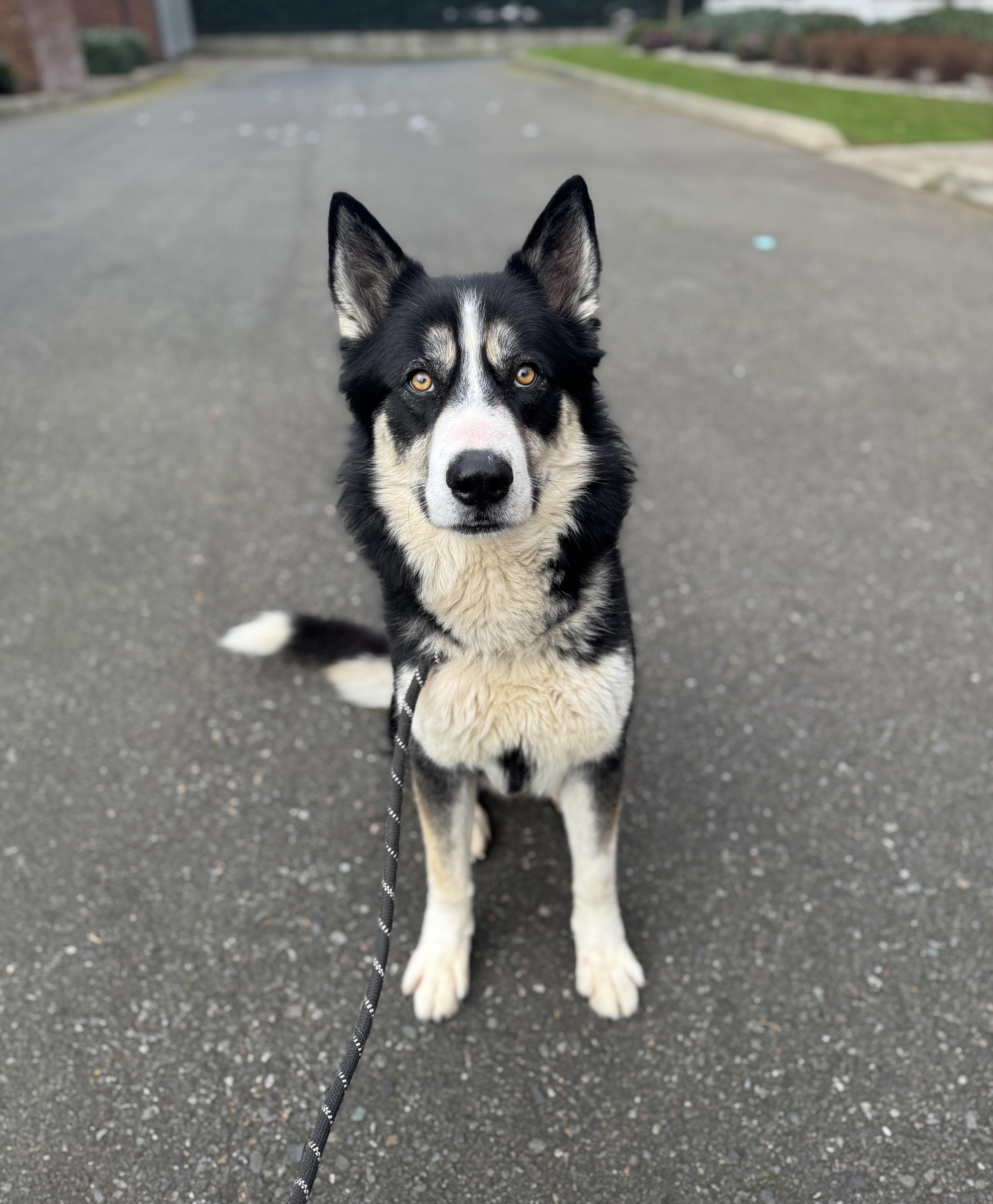 Dog for adoption - Salem, an Alaskan Malamute & German Shepherd Dog Mix ...