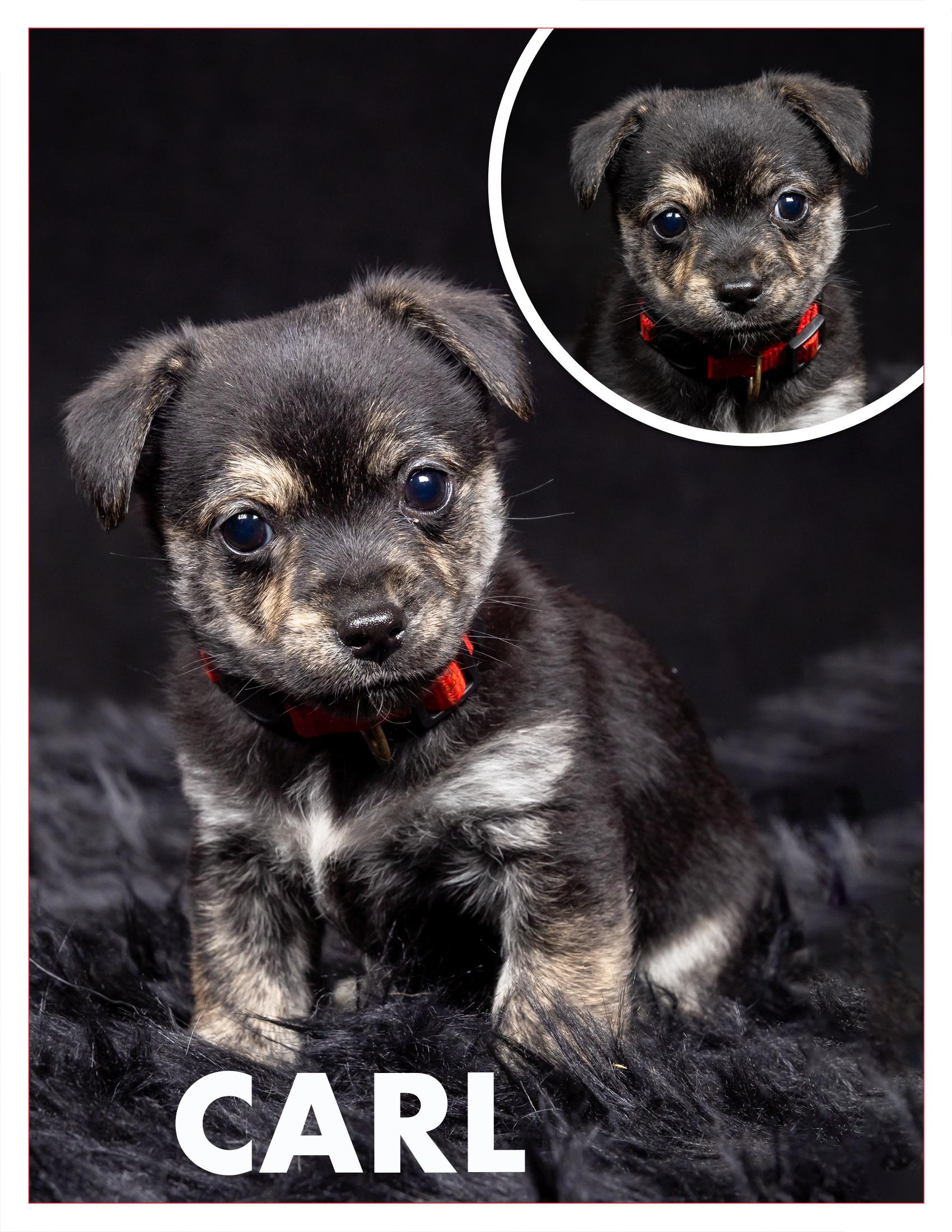 Dog for adoption - Carl, a Chihuahua Mix in Salem, OR | Petfinder