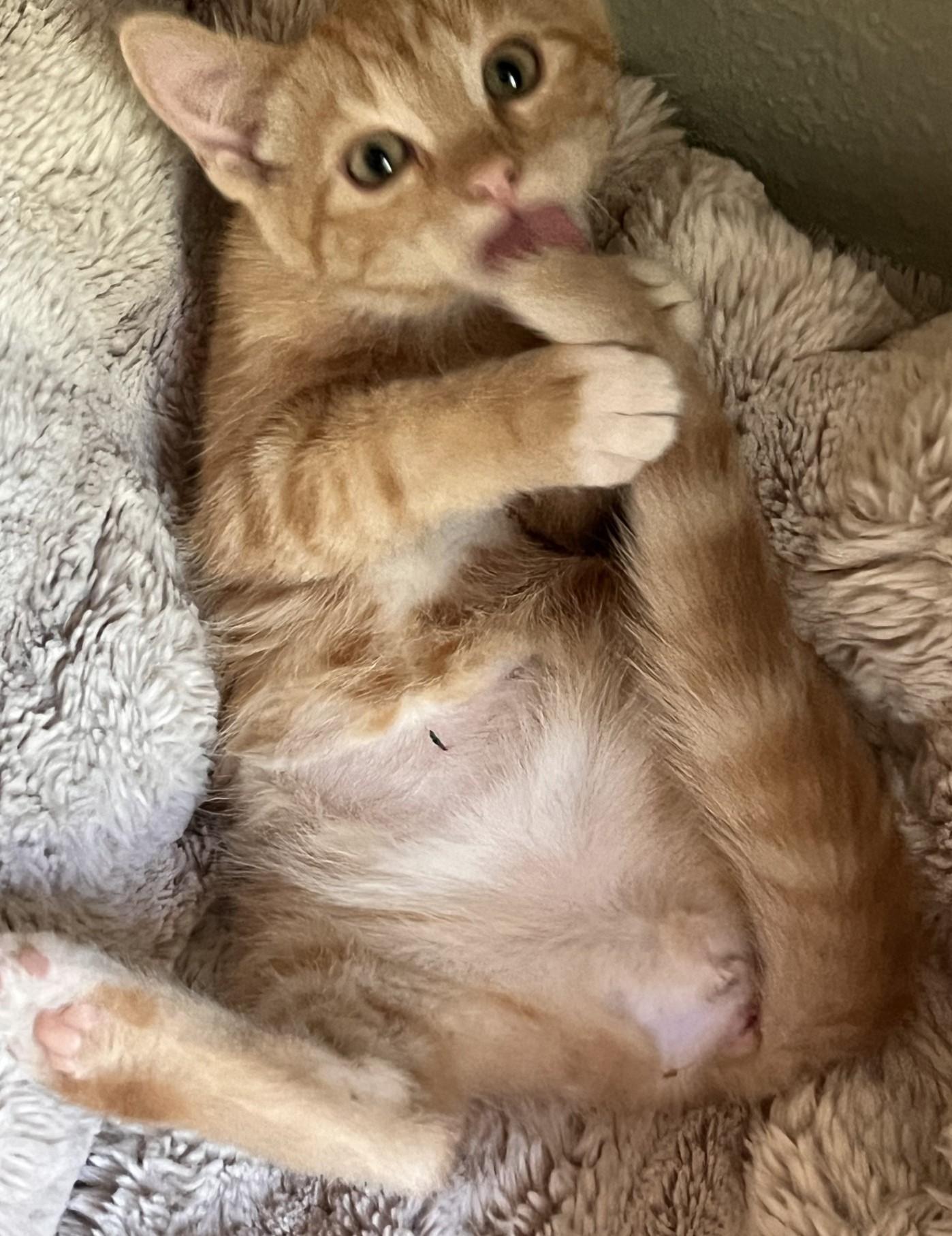 Cat for adoption - Sherbert (bonded with Chessa), a Domestic Short Hair ...