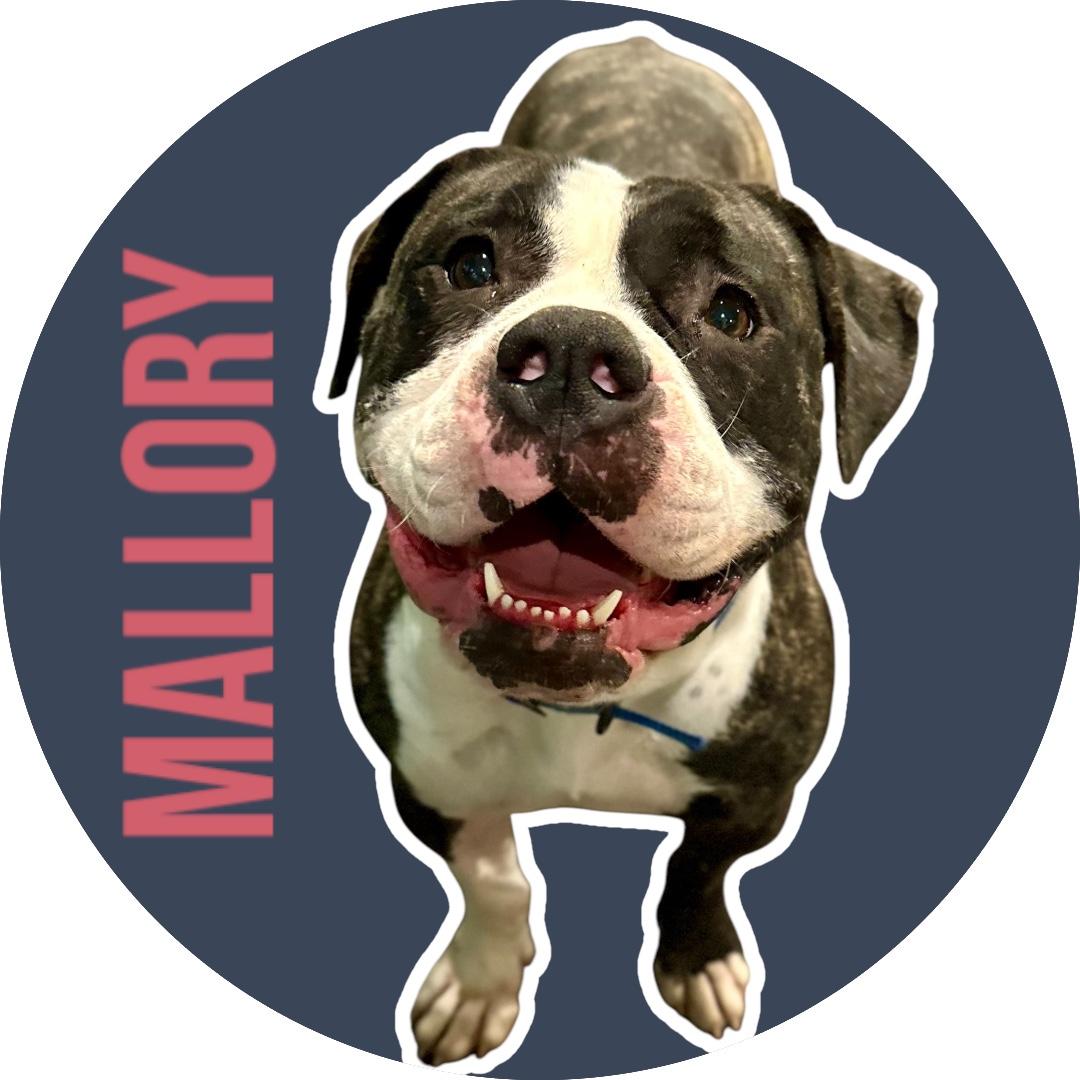 Dog for adoption - Mallory, a Rottweiler & Boxer Mix in Fort Worth, TX ...