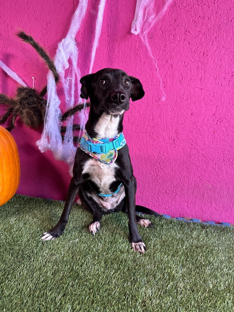 Dog for adoption - Samara, a Labrador Retriever Mix in Reno, NV | Petfinder