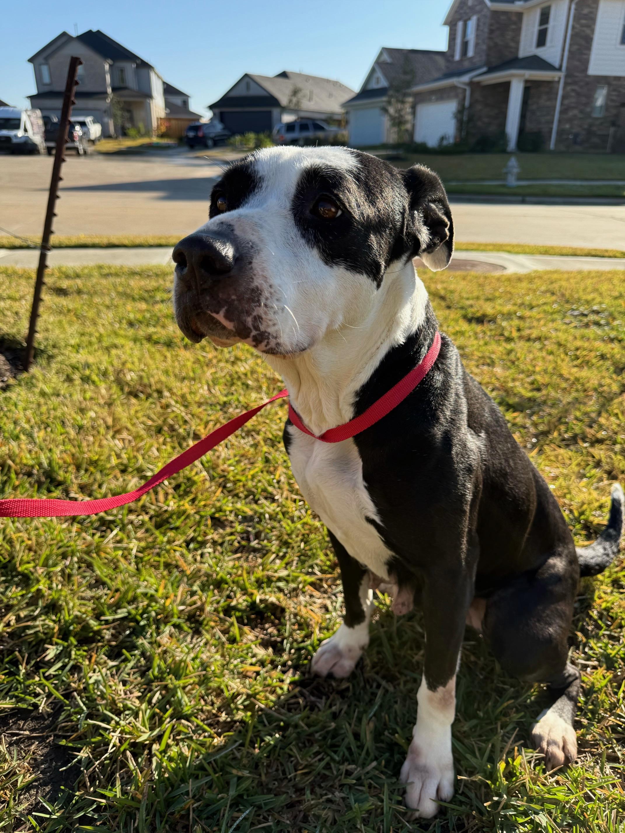 Dog for adoption - Layla, a Staffordshire Bull Terrier Mix in Raleigh ...