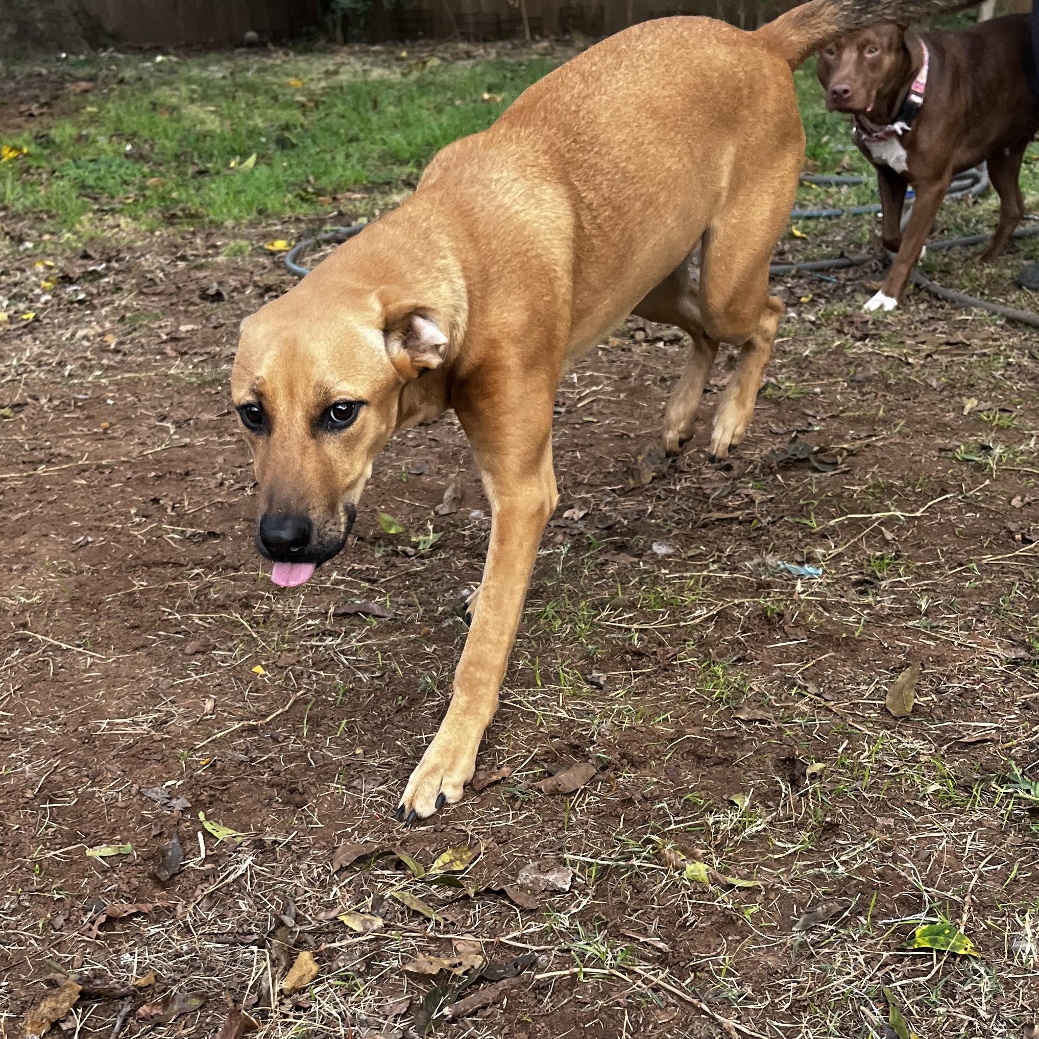 Dog for adoption - Sandy, a Yellow Labrador Retriever in Fort Worth, TX ...