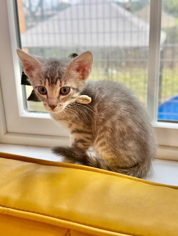 Cat for adoption - Bear Wild, a Domestic Short Hair Mix in Austin, TX ...