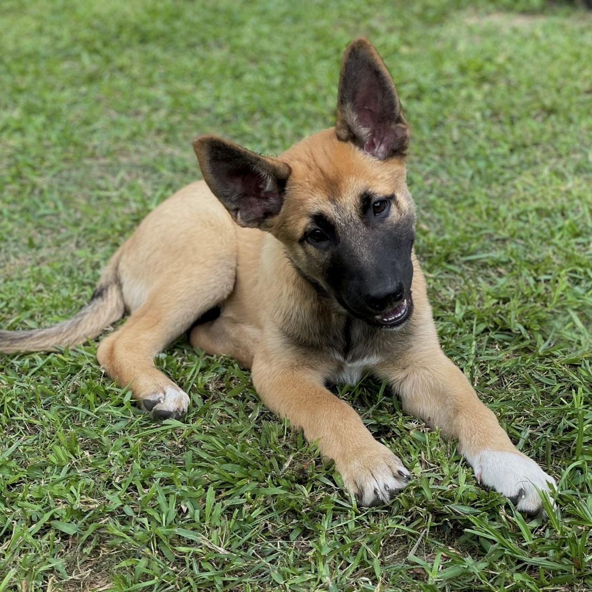 Dog for adoption - Stompy, a Belgian Shepherd / Malinois Mix in Staten ...