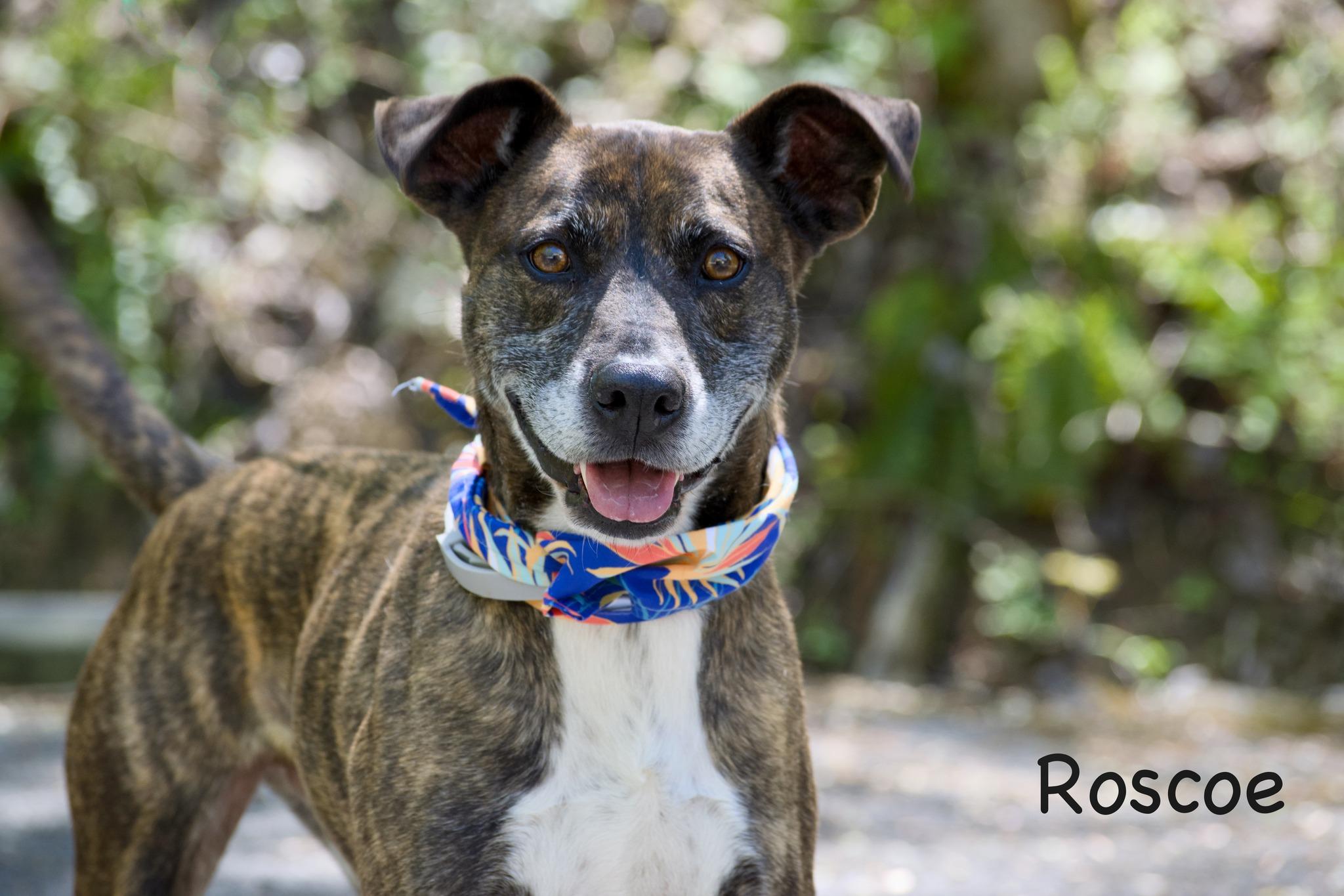 Dog for adoption - Rosco, a Mountain Cur in Sevierville, TN | Petfinder