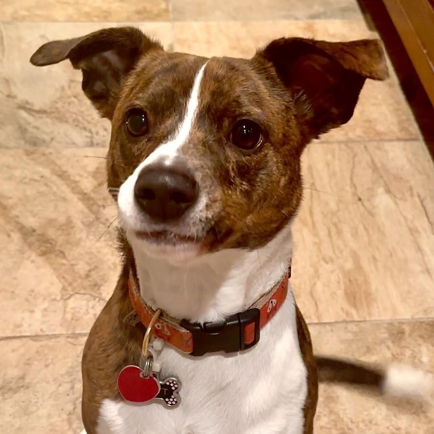 Dog for adoption - hyatt, a Terrier & Labrador Retriever Mix in lisbon ...