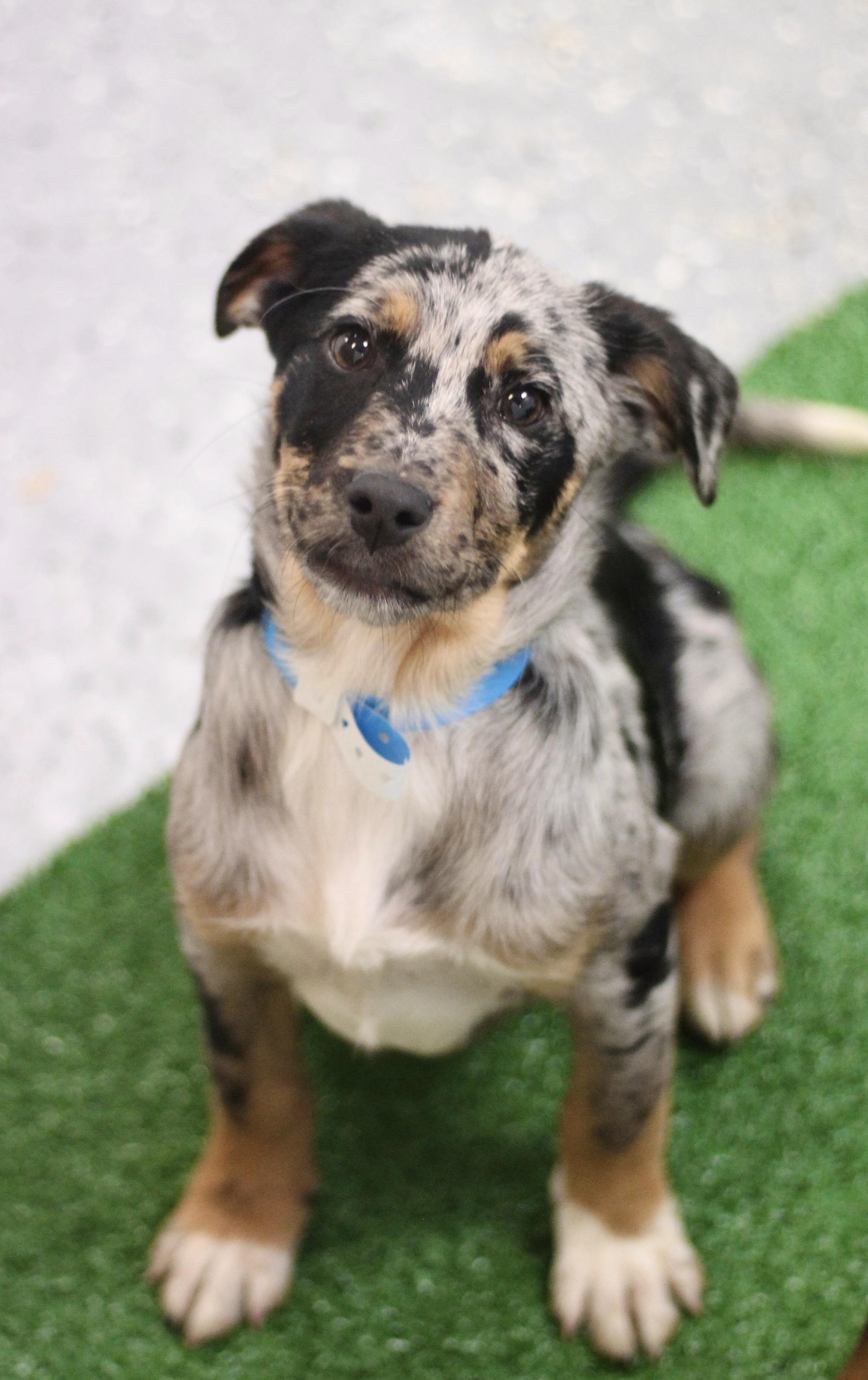 Chant in NH! Come Meet our Adoptable Dogs Wednesday-Saturday. More info ...