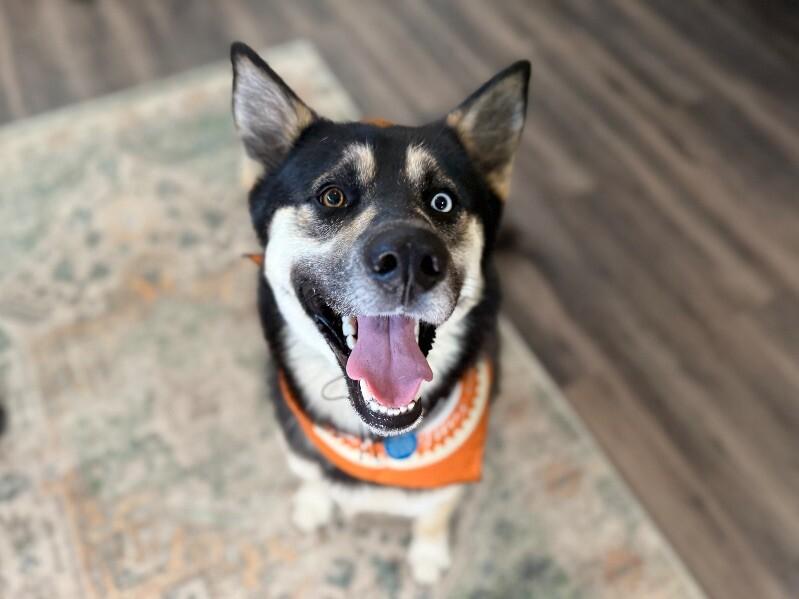 Dog for adoption - Miles promises cuddles and smiles, a German Shepherd ...