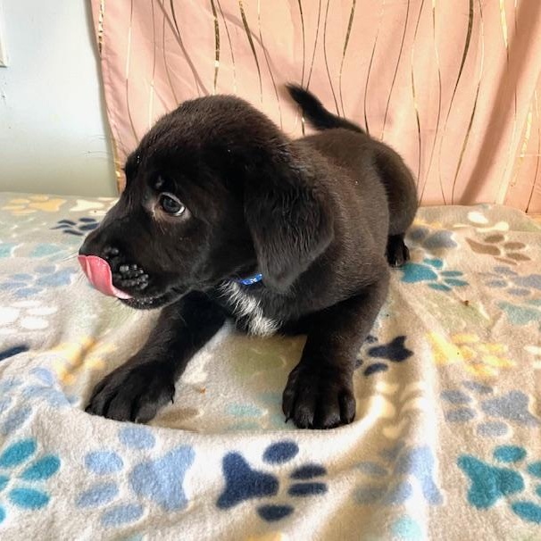 Dog for adoption - Basil, a Black Labrador Retriever Mix in Brattleboro ...