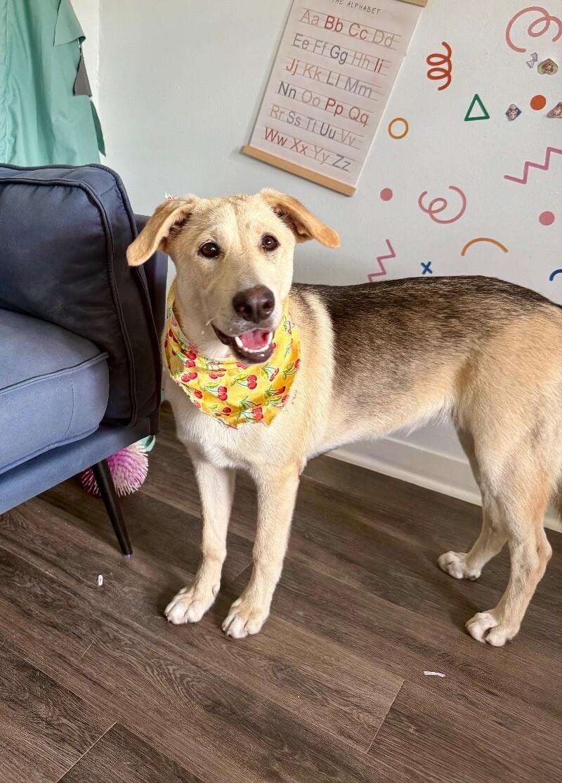 Dog for adoption - Faithful Faith Jones queen of peace and love, a ...