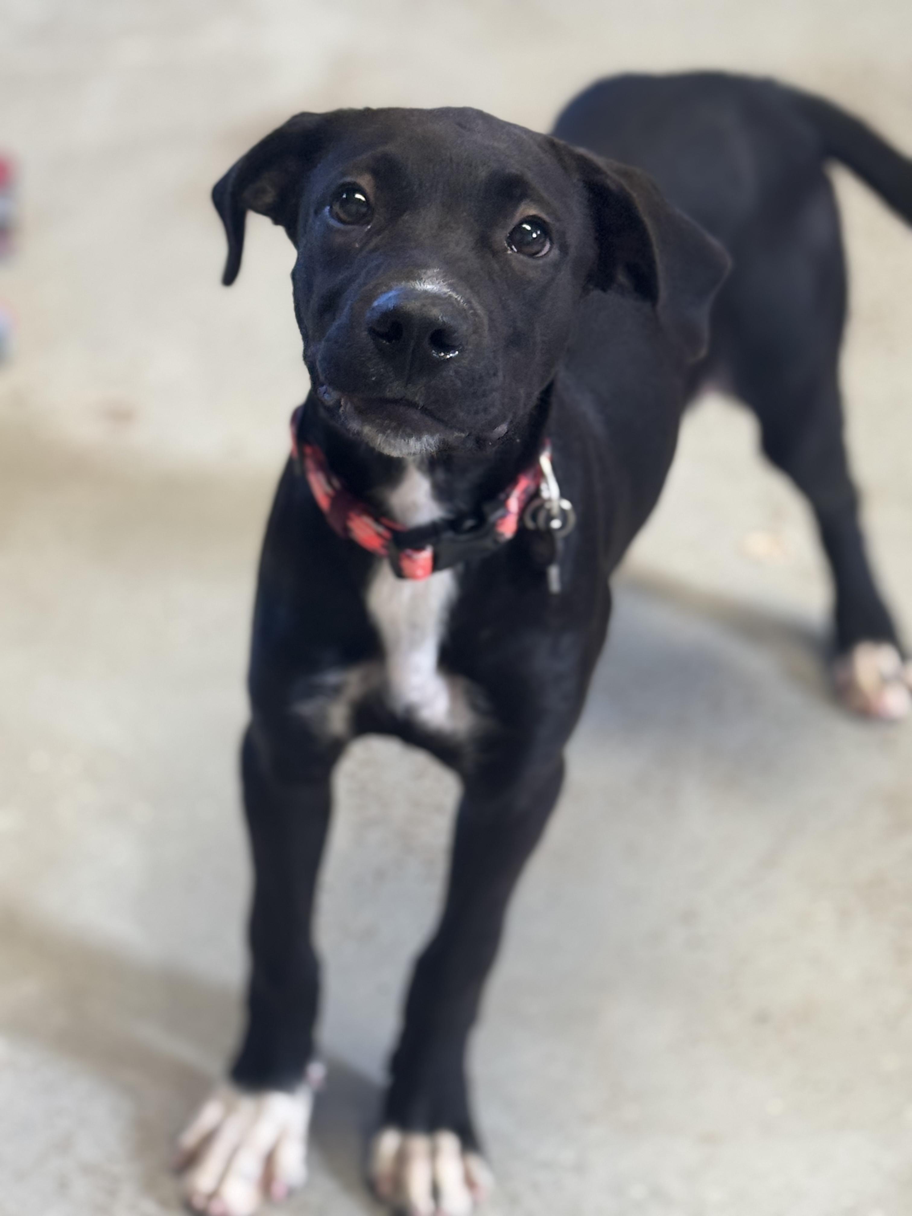 Dog for adoption - Jett, a Labrador Retriever Mix in Sonora, CA | Petfinder