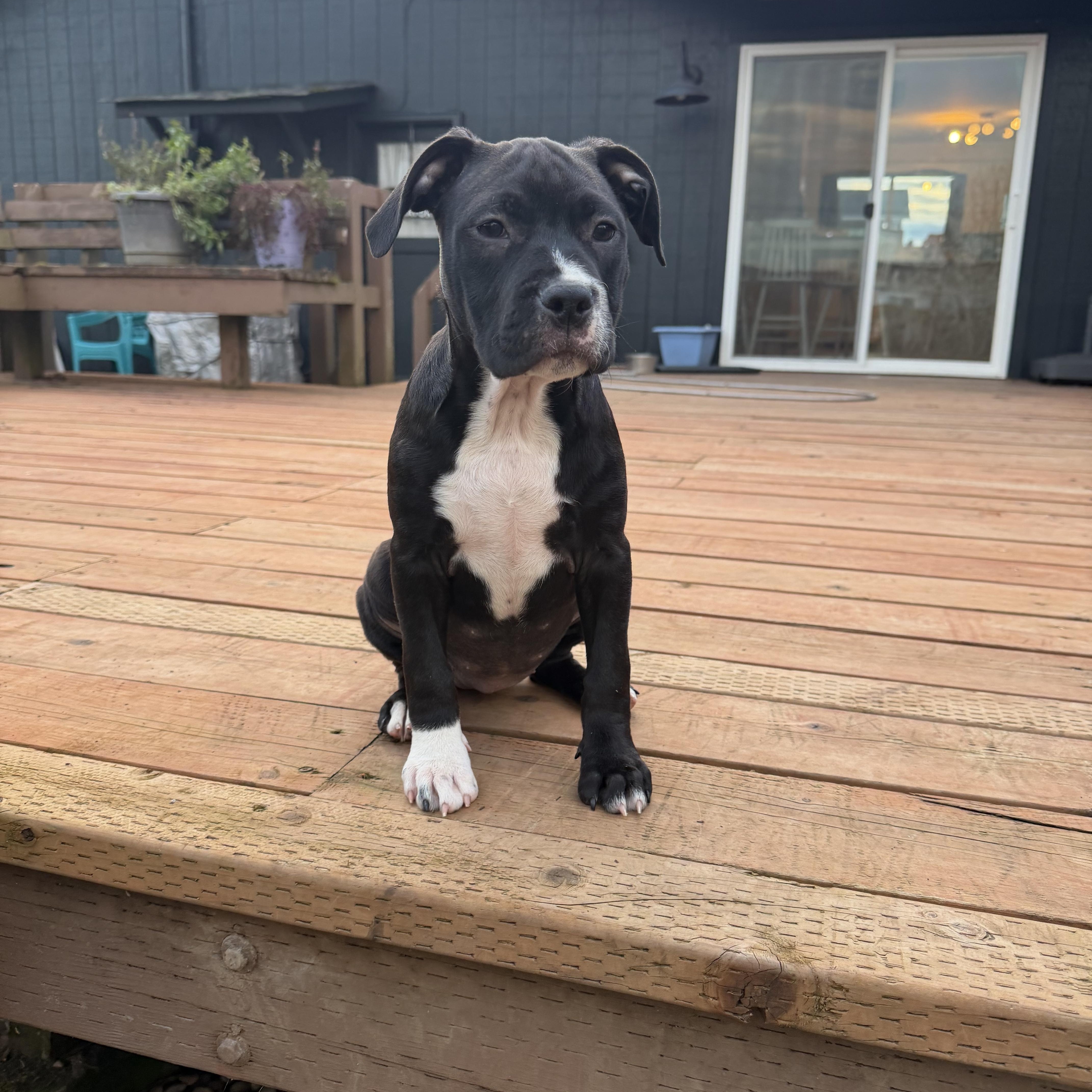 Mako - Adoptable Pet | Petfinder | Petfinder