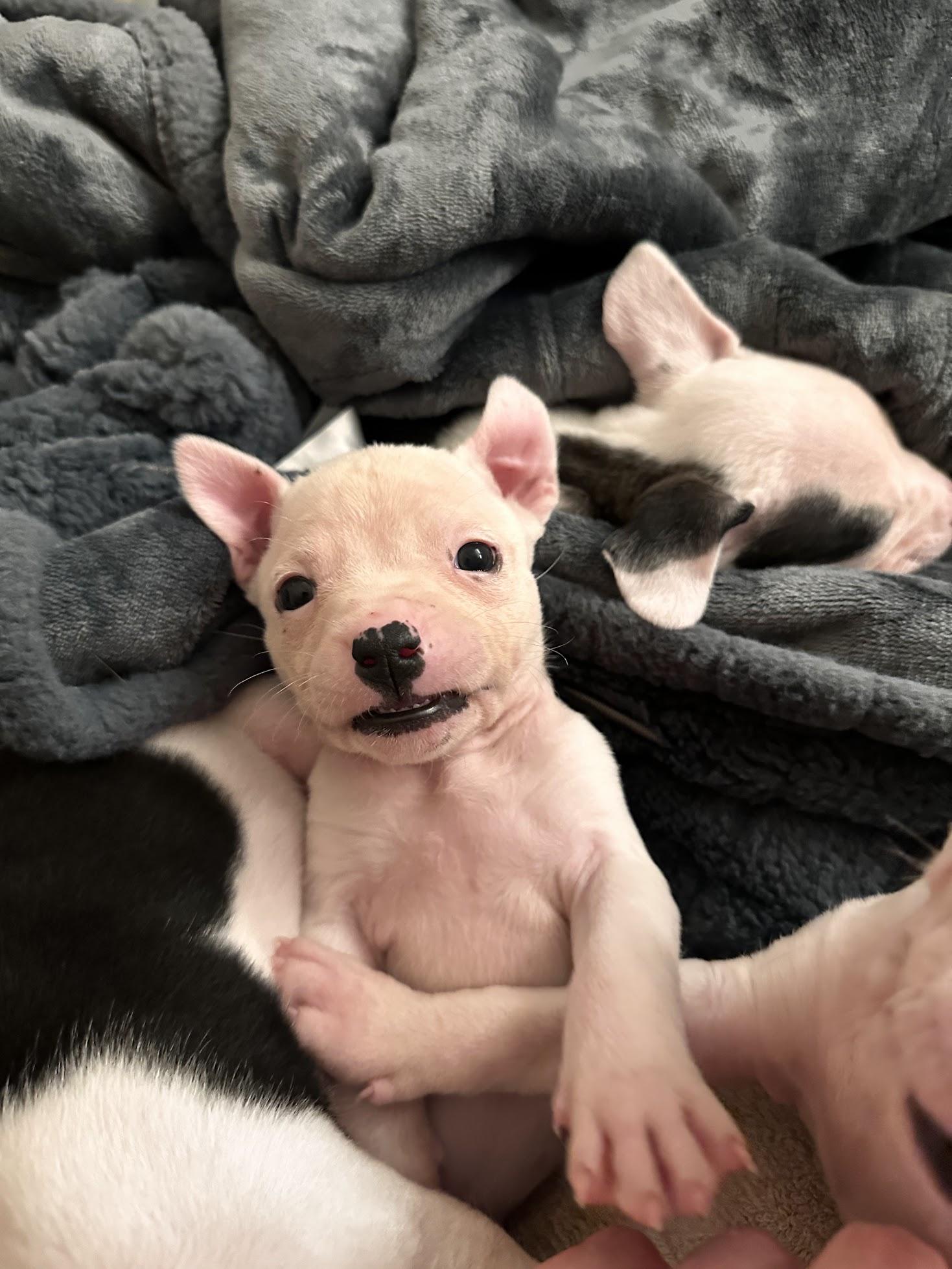 Dog for adoption - Charmie, a Mixed Breed in Catawba, NC | Petfinder