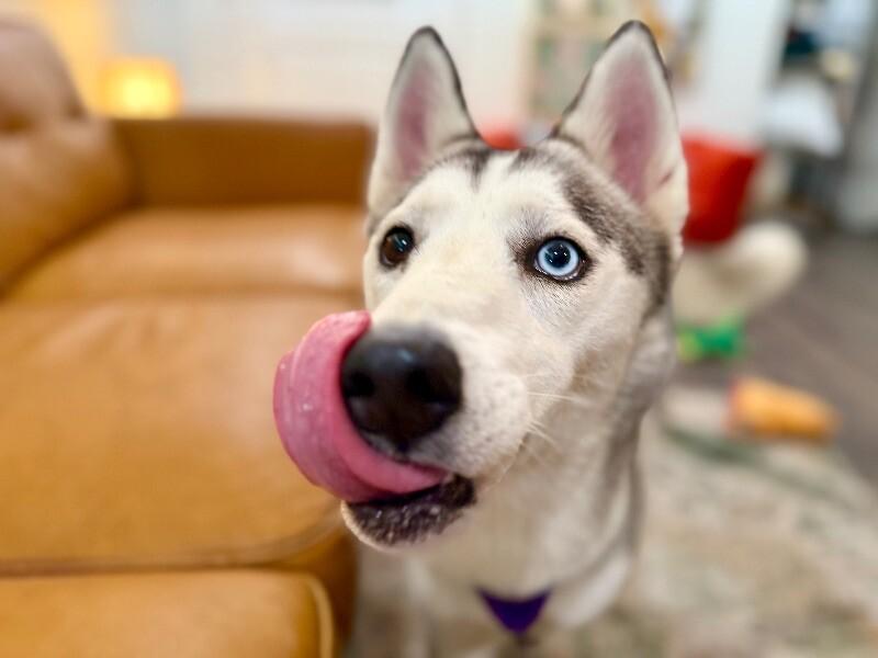 Dog for adoption - Madame Cleo is your future, a Husky & Alaskan ...