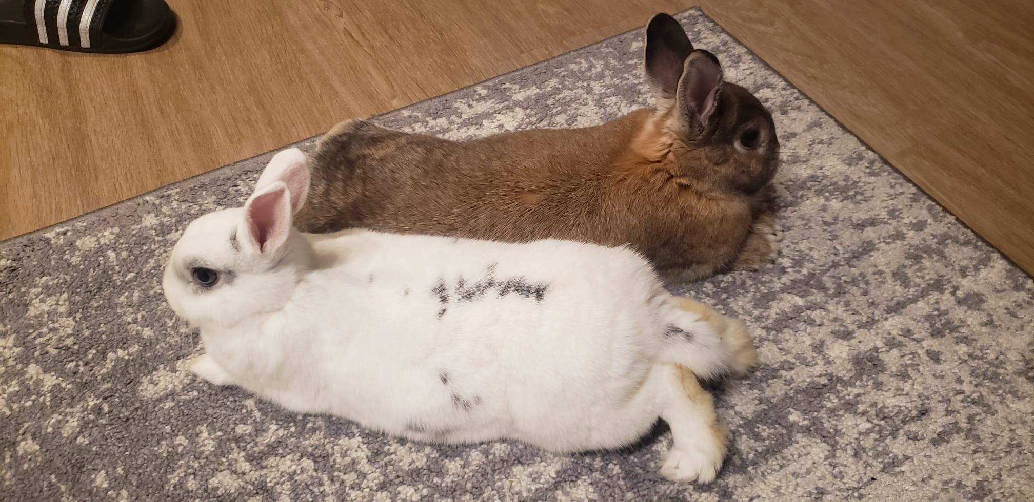 Rabbit for adoption - Gobi & Chai, a Netherland Dwarf & Mini Rex Mix in ...