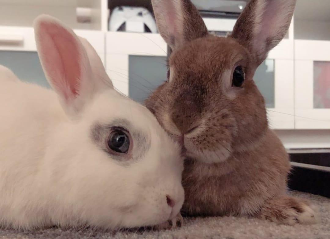 Rabbit for adoption - Gobi & Chai, a Netherland Dwarf & Mini Rex Mix in ...