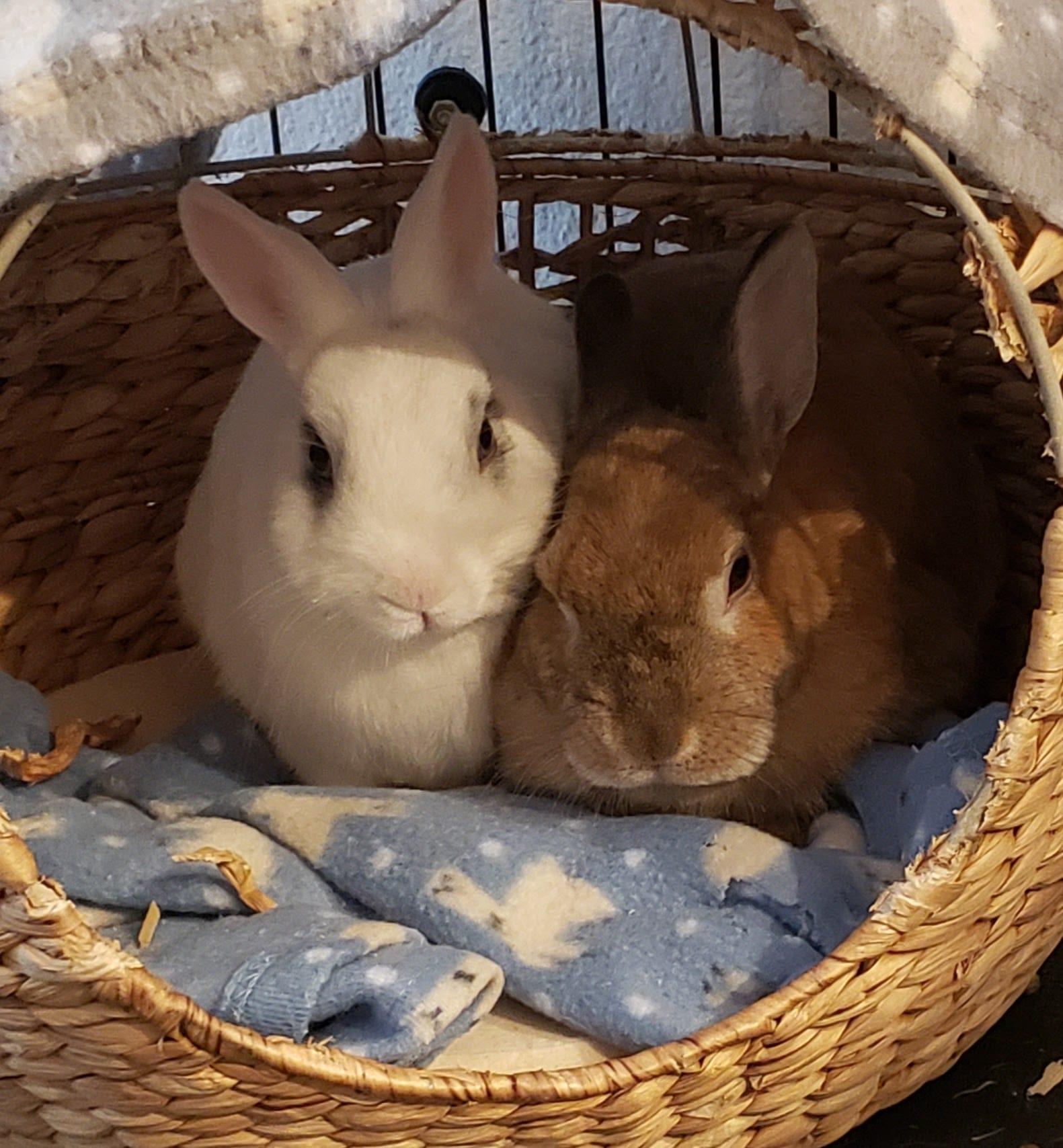 Rabbit for adoption - Gobi & Chai, a Netherland Dwarf & Mini Rex Mix in ...