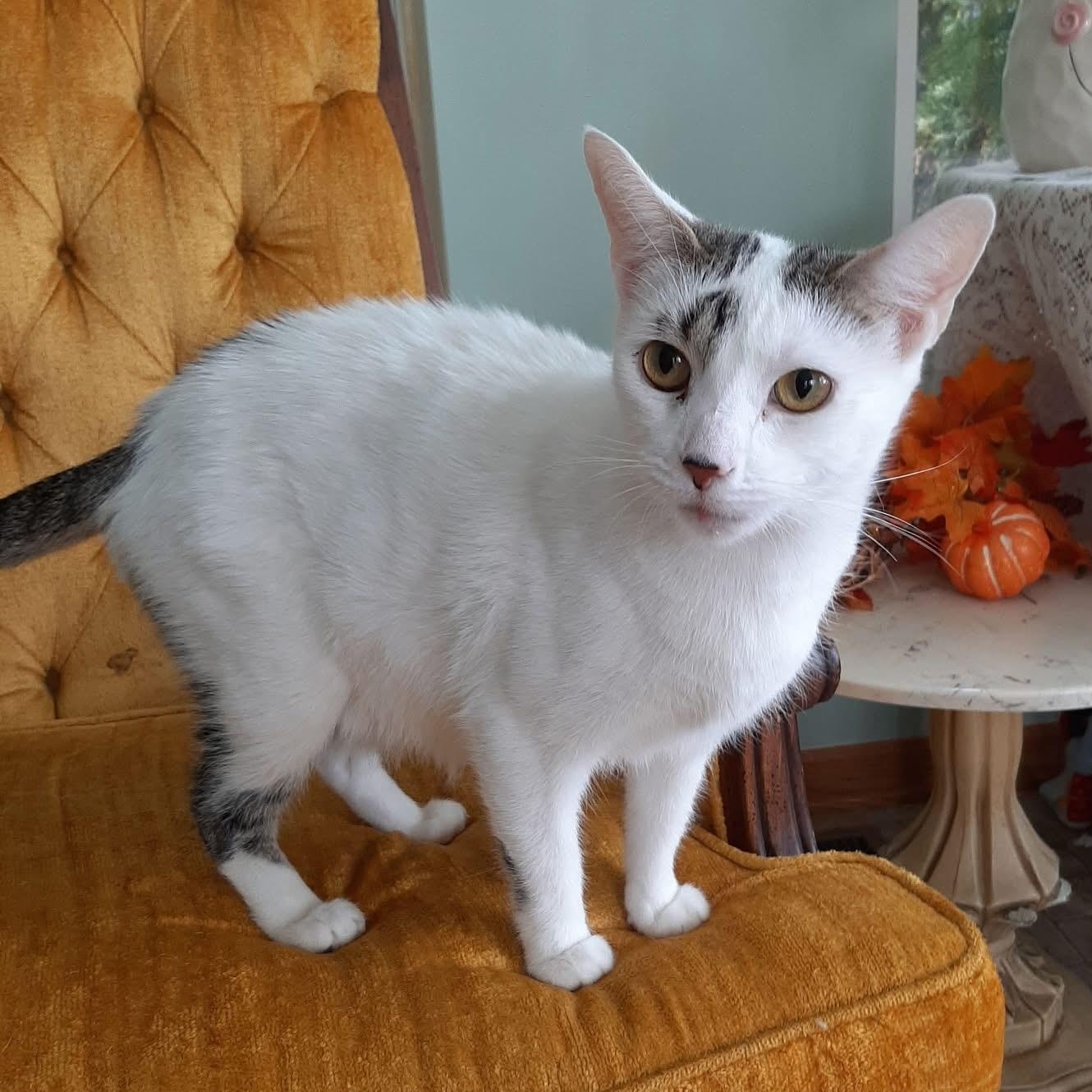 Cat for adoption - Butternut, a Domestic Short Hair in Elyria, OH ...