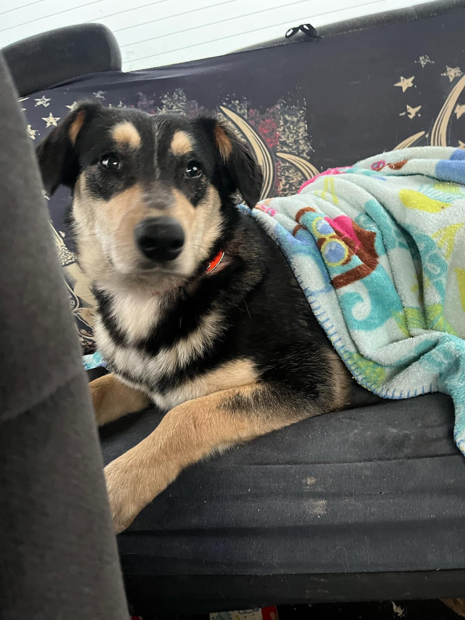 Springdale Animal Services in Springdale, AR